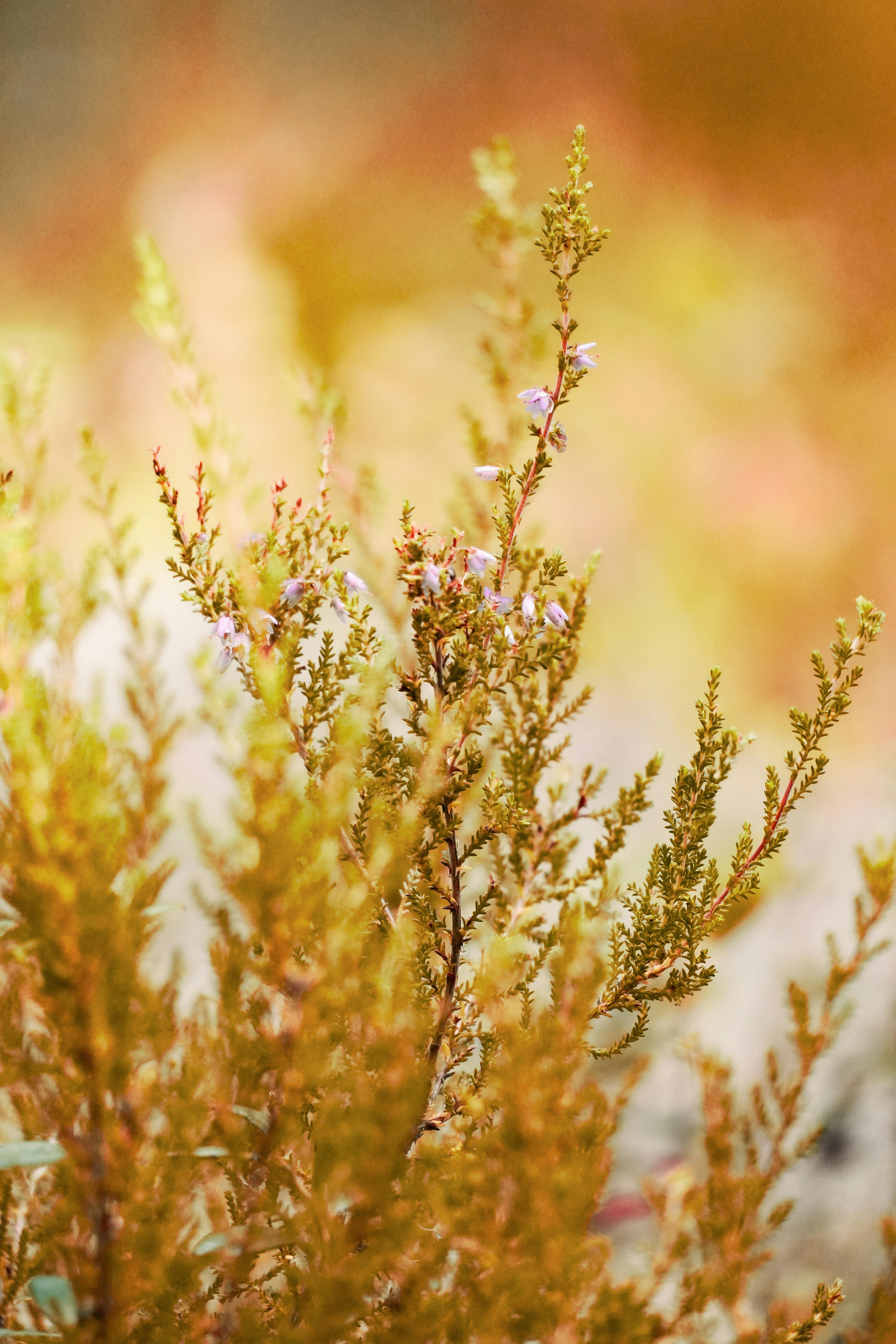 Free+Printable+Backgrounds Photos, Download The BEST Free Free ...