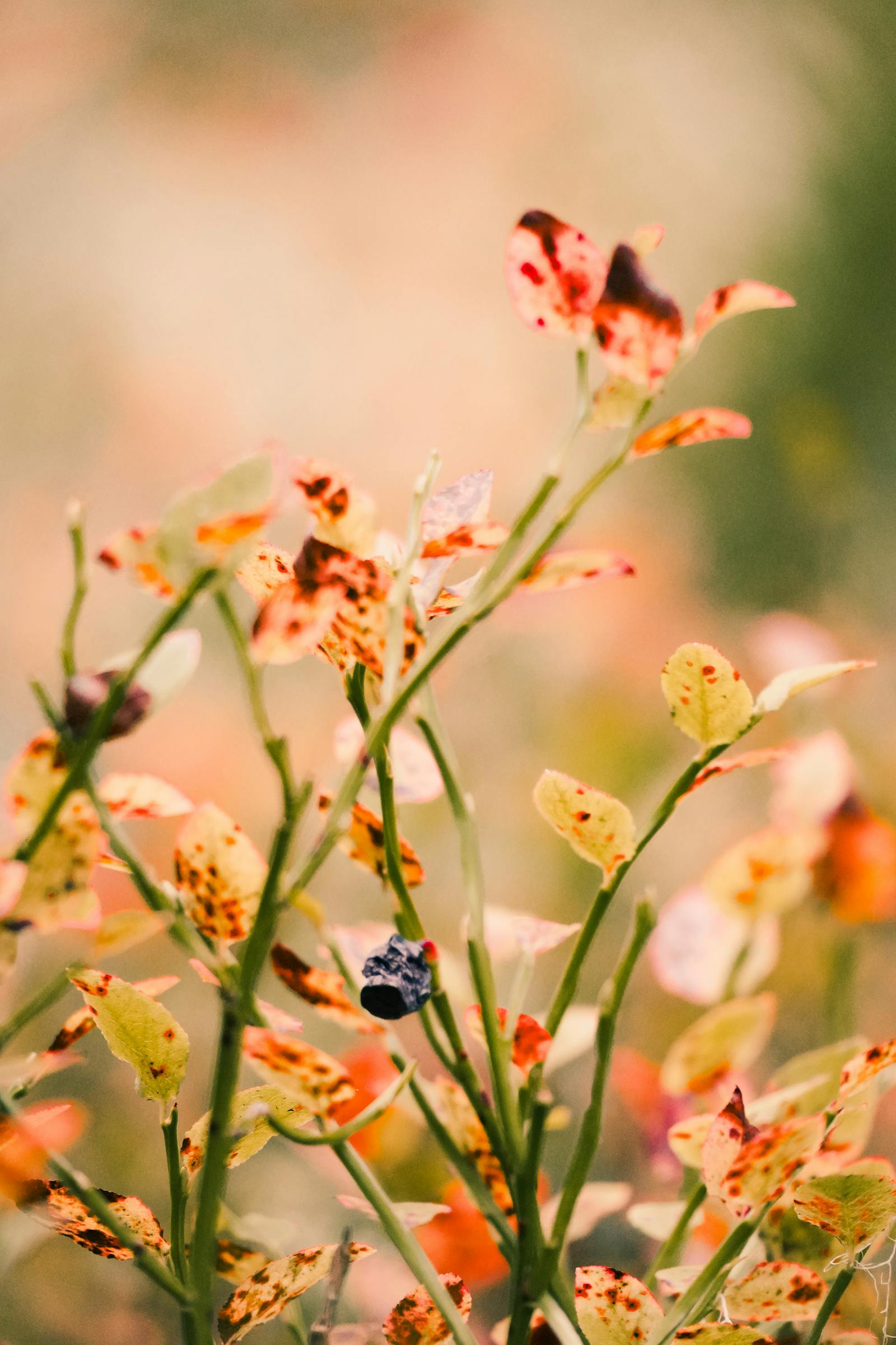 Fall Autumn Leaves Photos, Download The BEST Free Fall Autumn Leaves ...