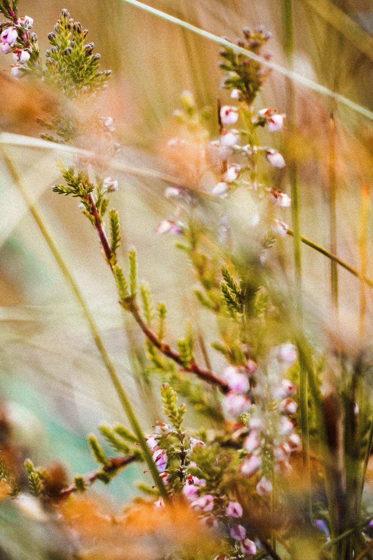 Spring Nature Photos, Download The BEST Free Spring Nature Stock Photos ...