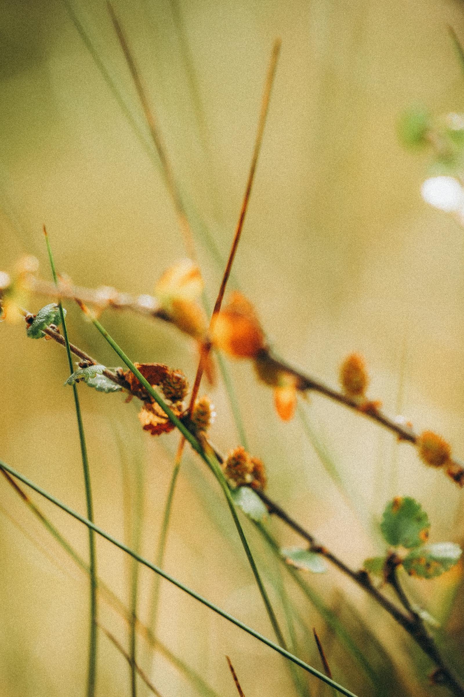 Fall Autumn Leaves Photos, Download The BEST Free Fall Autumn Leaves ...