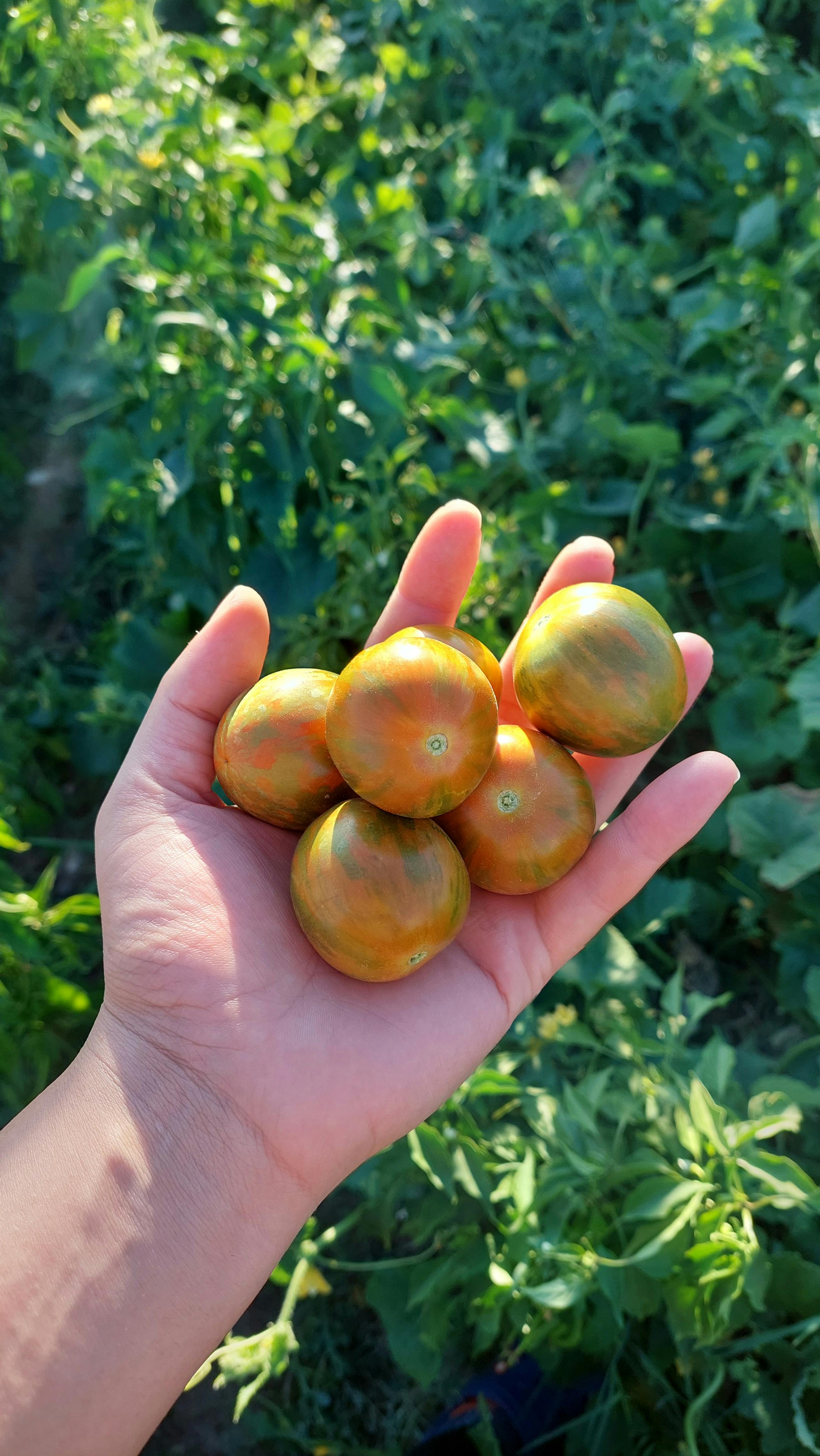 Candy Corn Photos, Download The BEST Free Candy Corn Stock Photos & HD ...