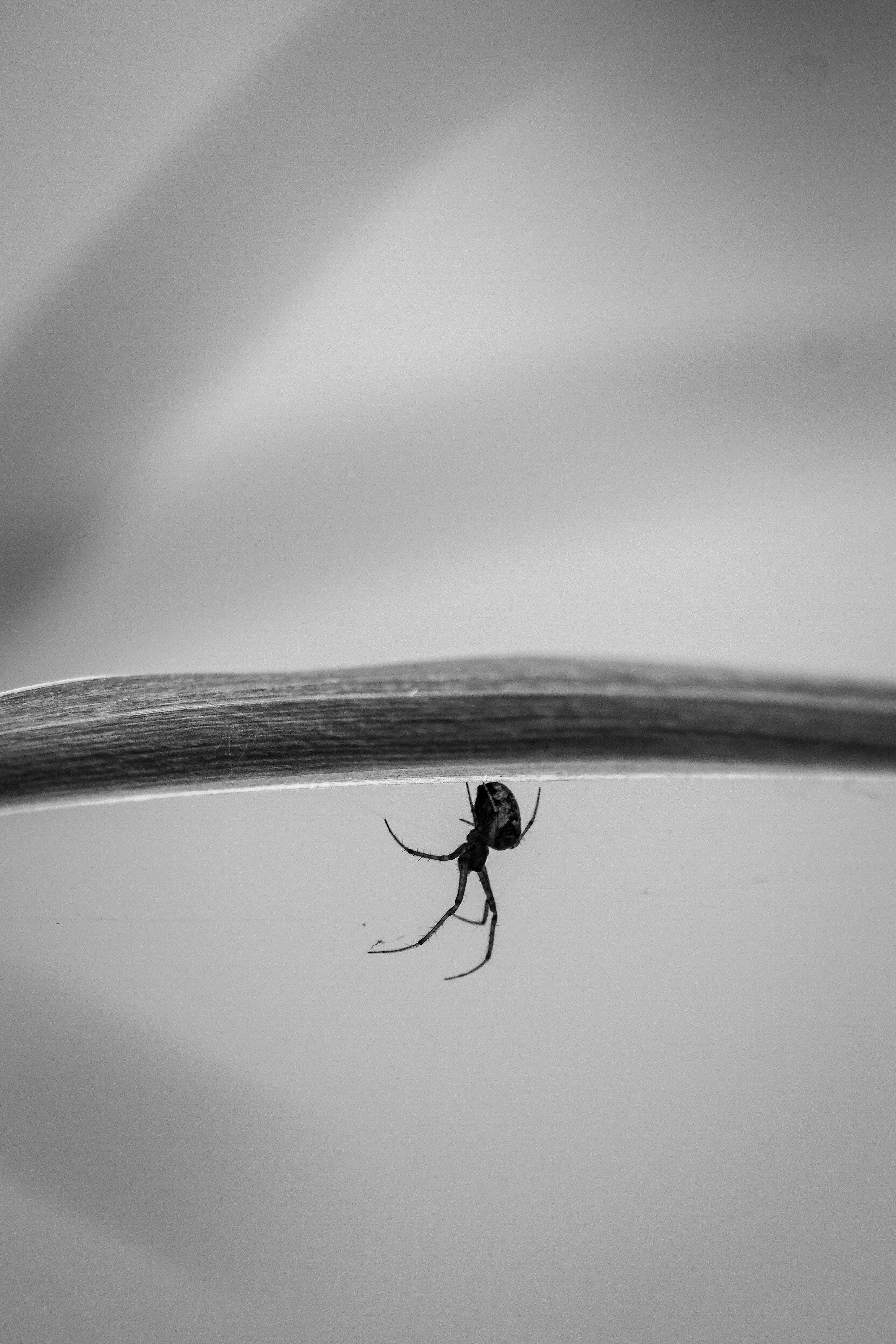 Demon Spider Photos, Download The BEST Free Demon Spider Stock Photos ...