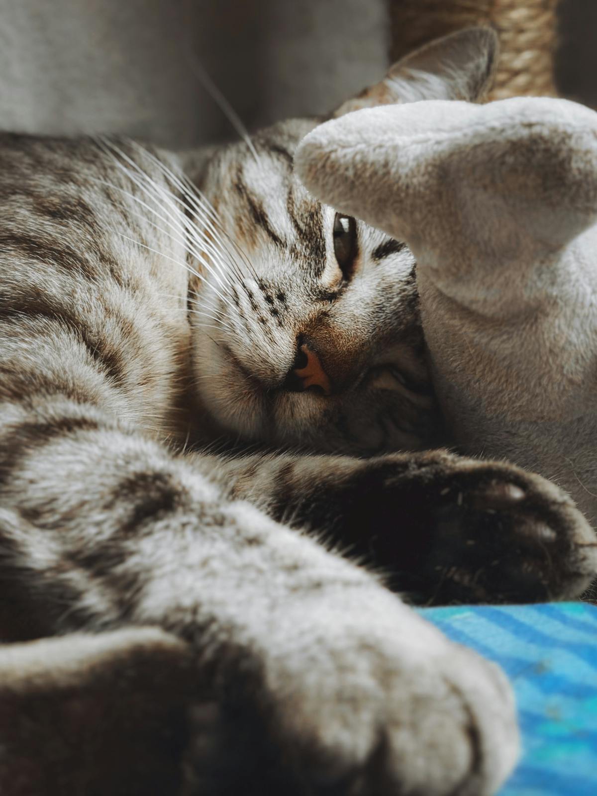 Cute Kitten Photos, Download The BEST Free Cute Kitten Stock Photos ...