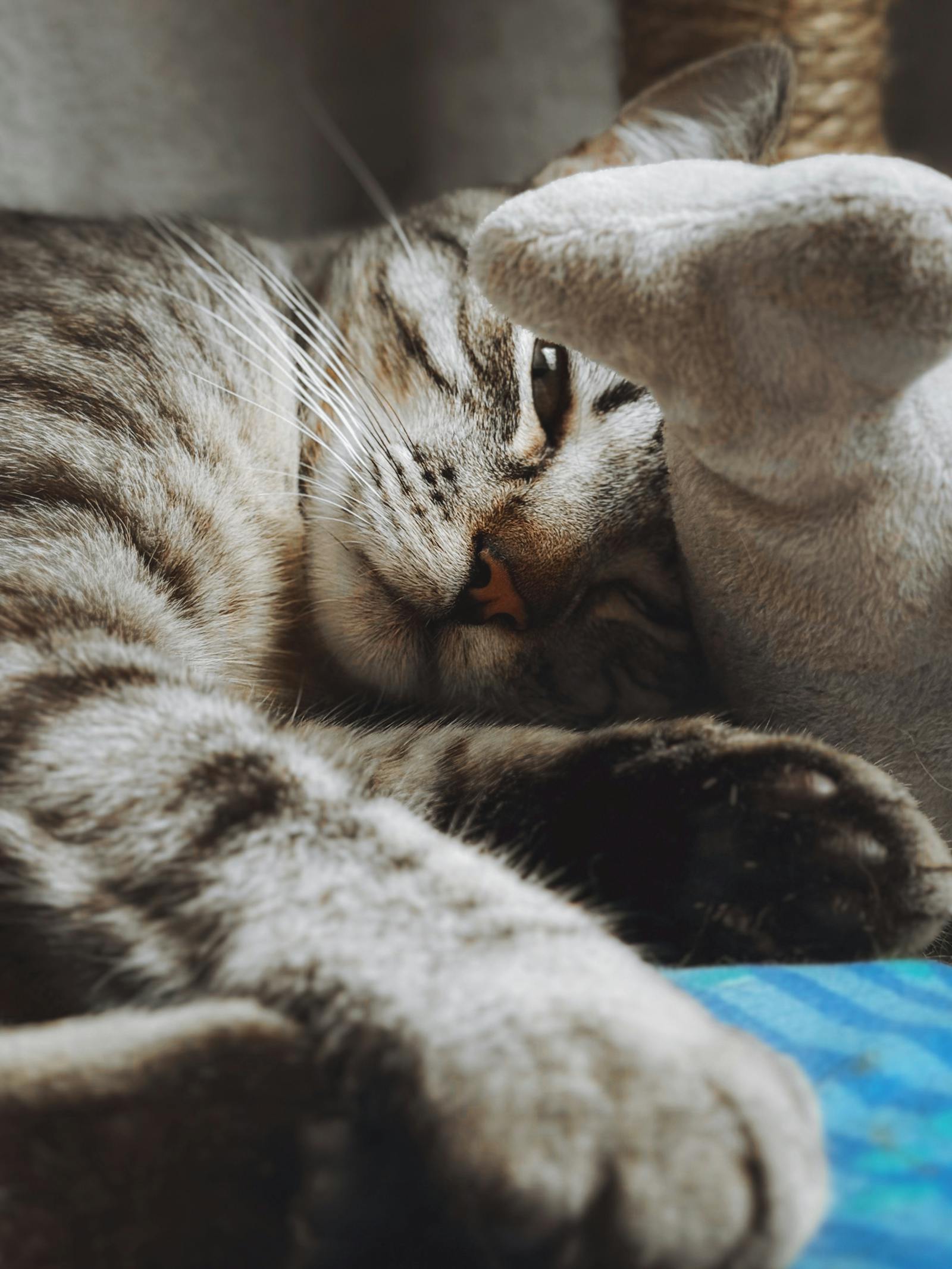 Goofy Cat Photos, Download The BEST Free Goofy Cat Stock Photos & HD Images