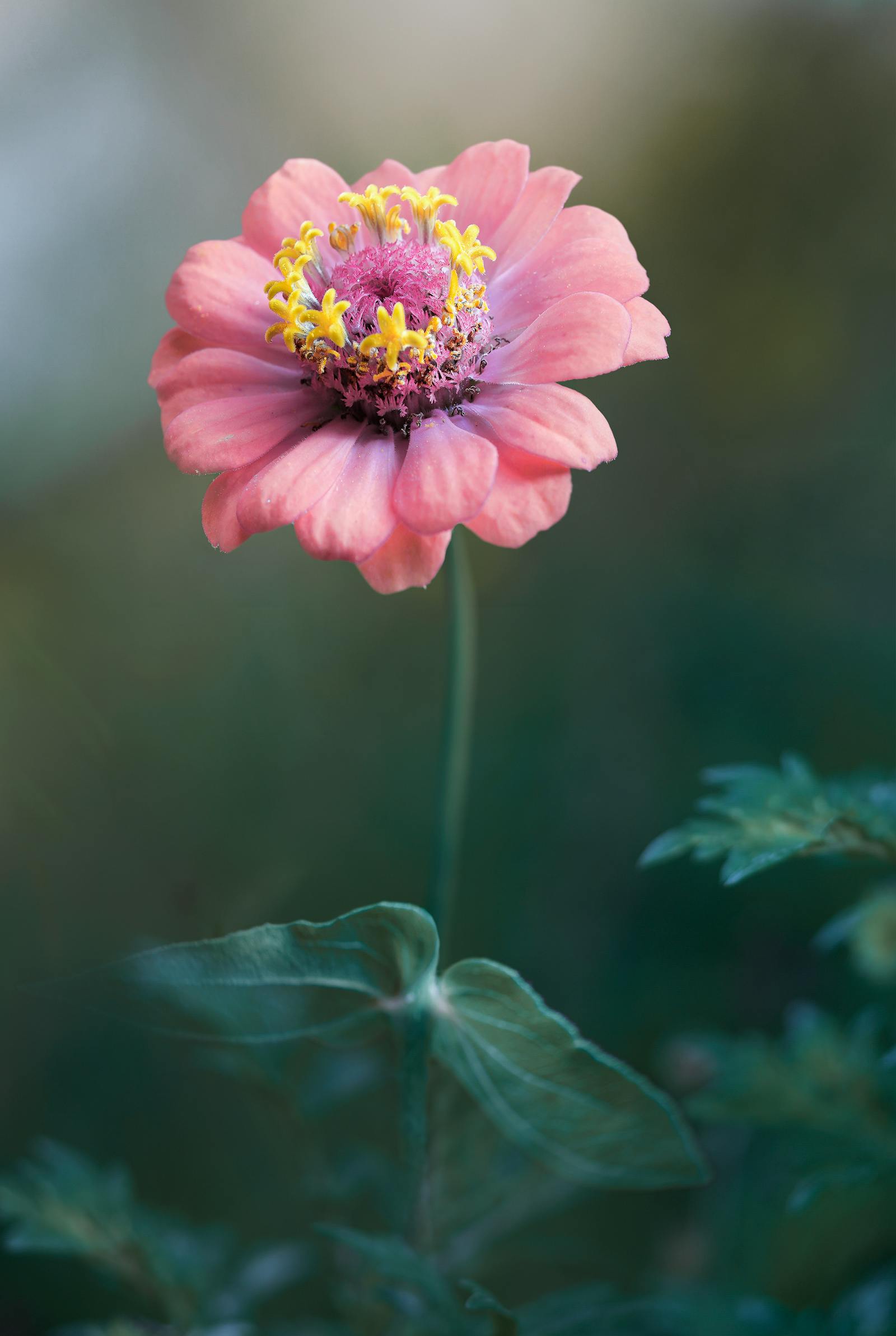 Flower Bokeh Photos, Download The BEST Free Flower Bokeh Stock Photos ...