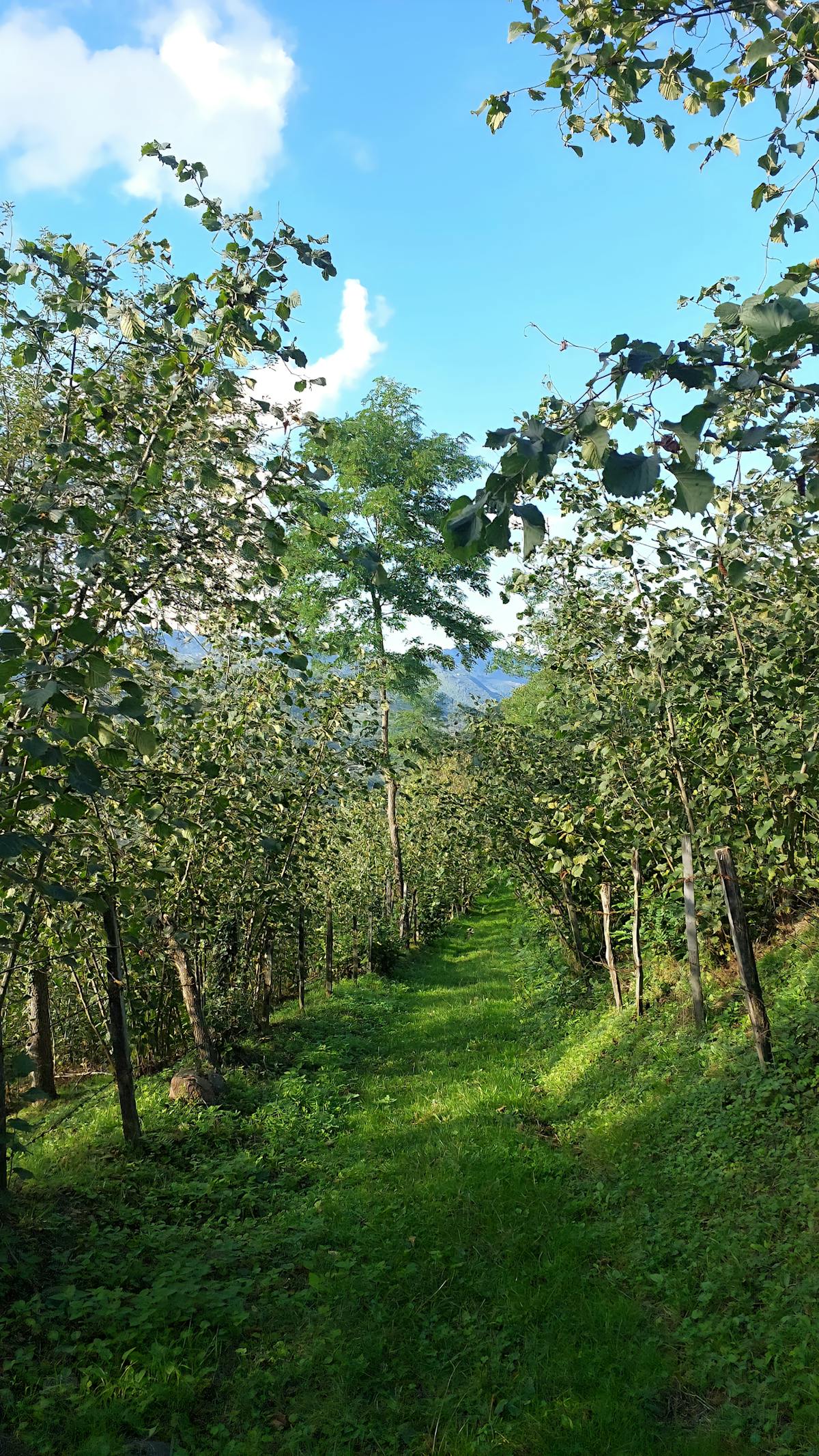 Orchard Photos, Download The BEST Free Orchard Stock Photos & HD Images