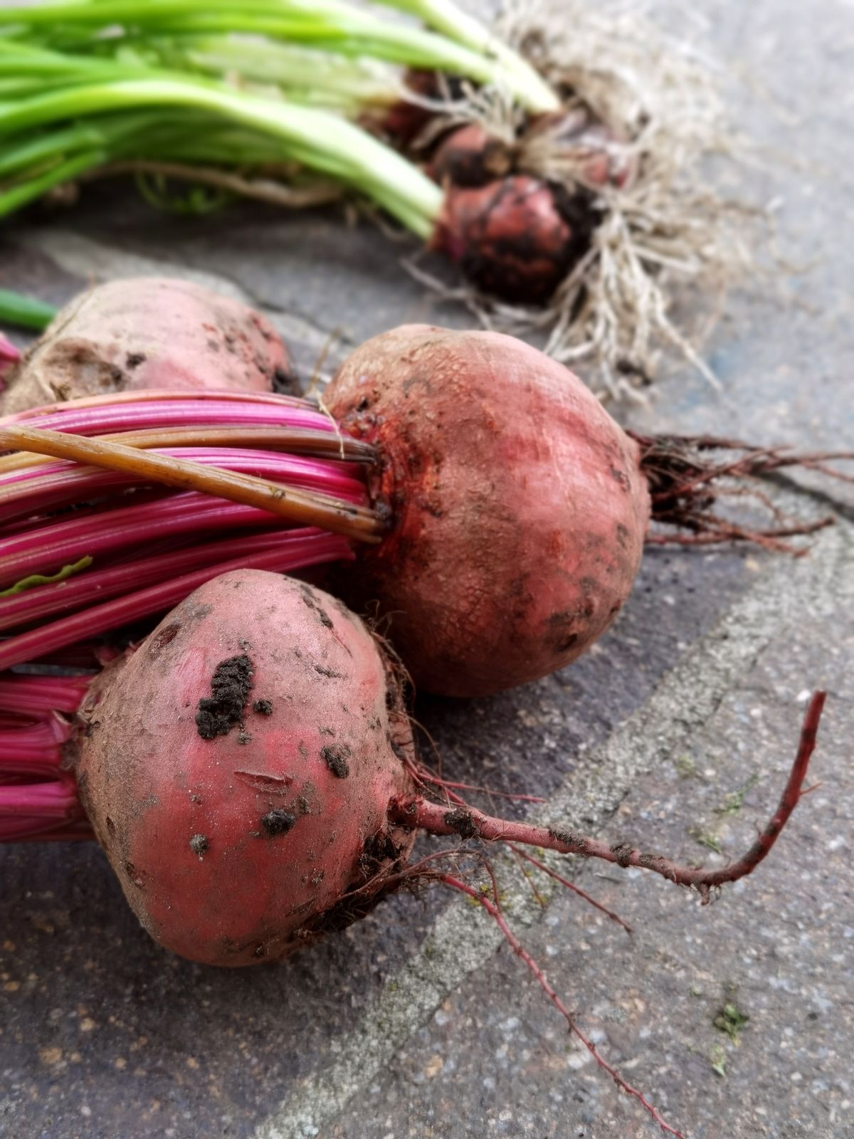 Beet Photos, Download The BEST Free Beet Stock Photos & HD Images