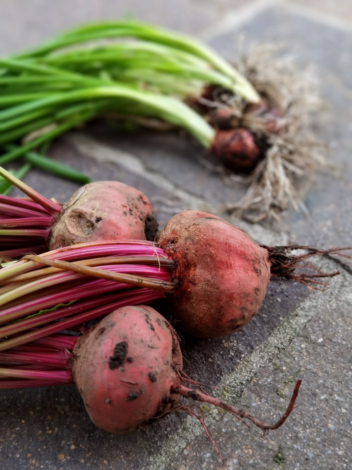 Beets Photos, Download The BEST Free Beets Stock Photos & HD Images