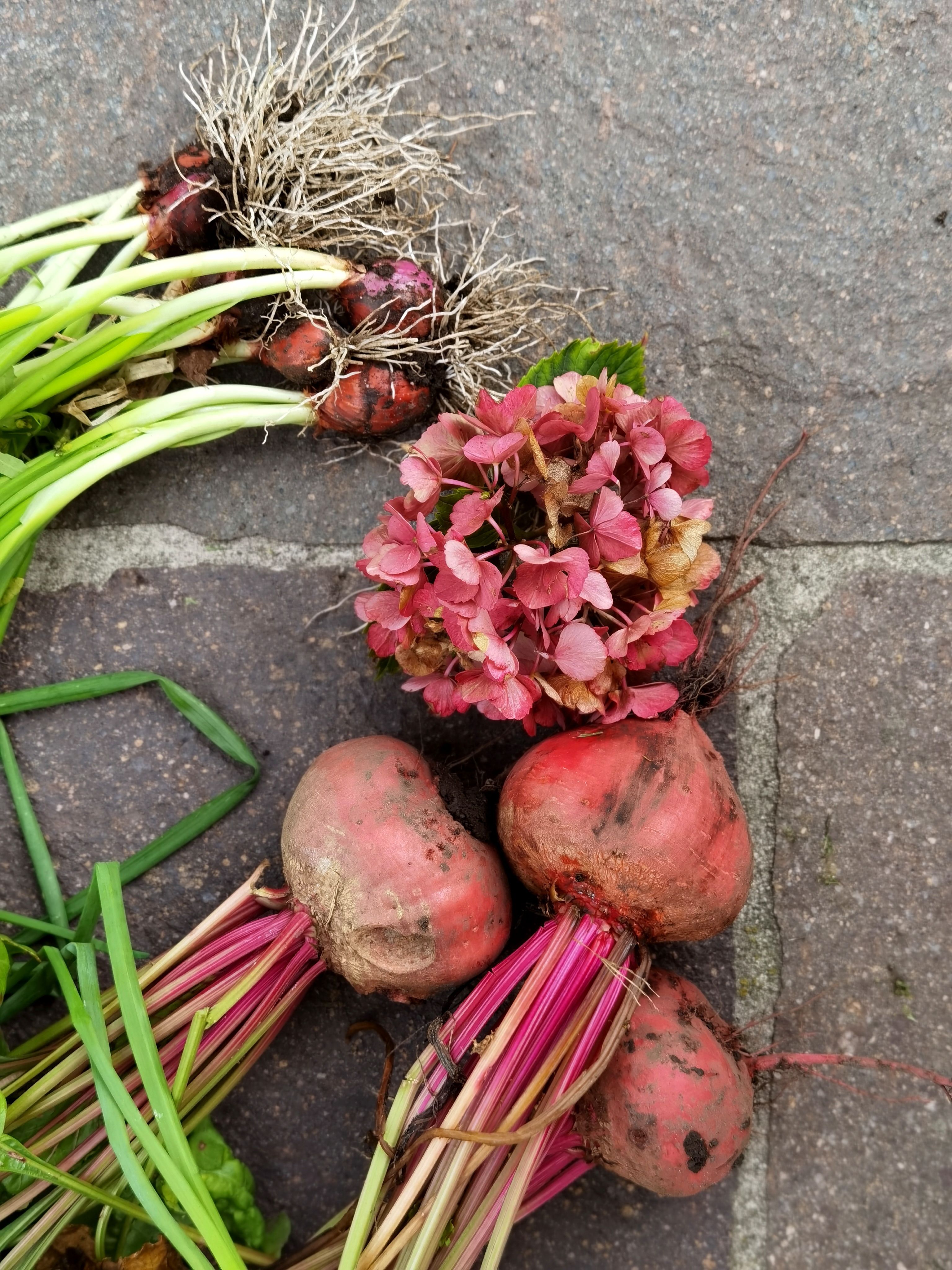 Ragi Crop Photos, Download The BEST Free Ragi Crop Stock Photos & HD Images