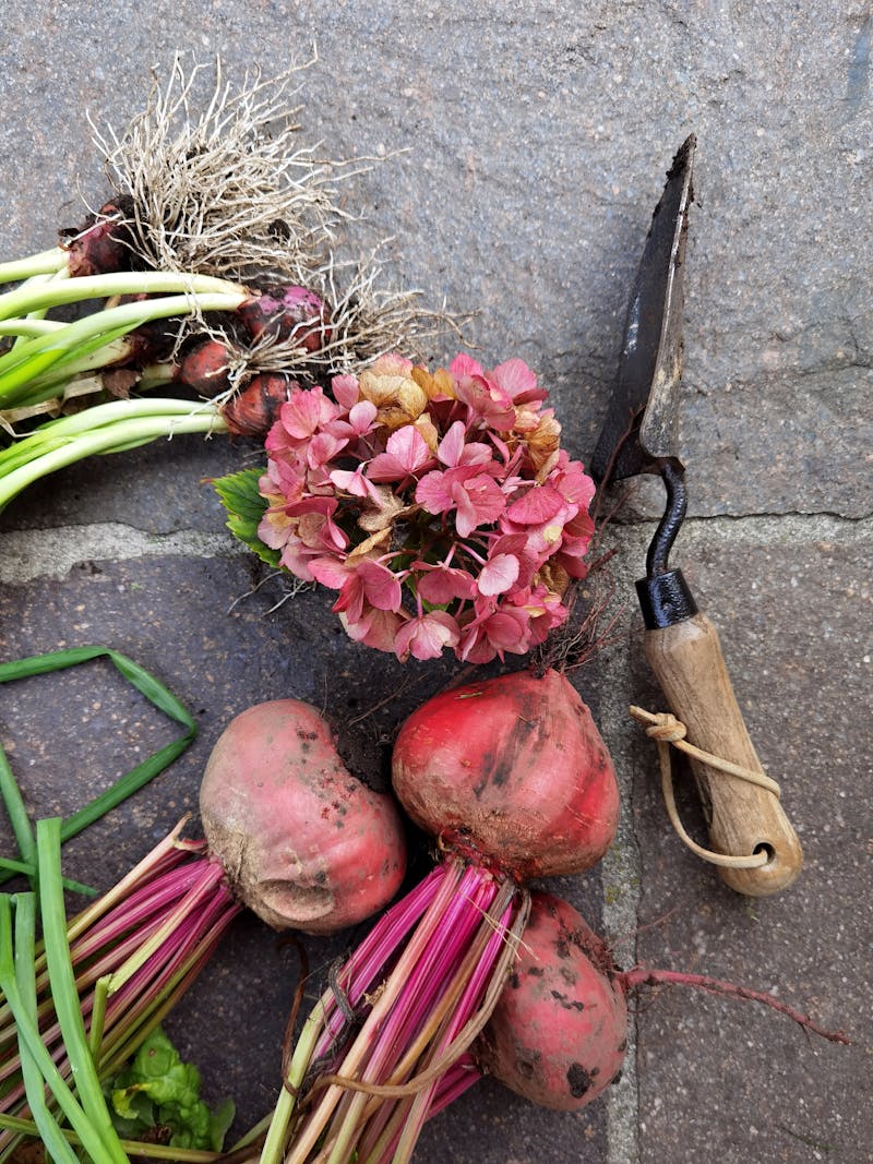 Onions Photos, Download The BEST Free Onions Stock Photos & HD Images