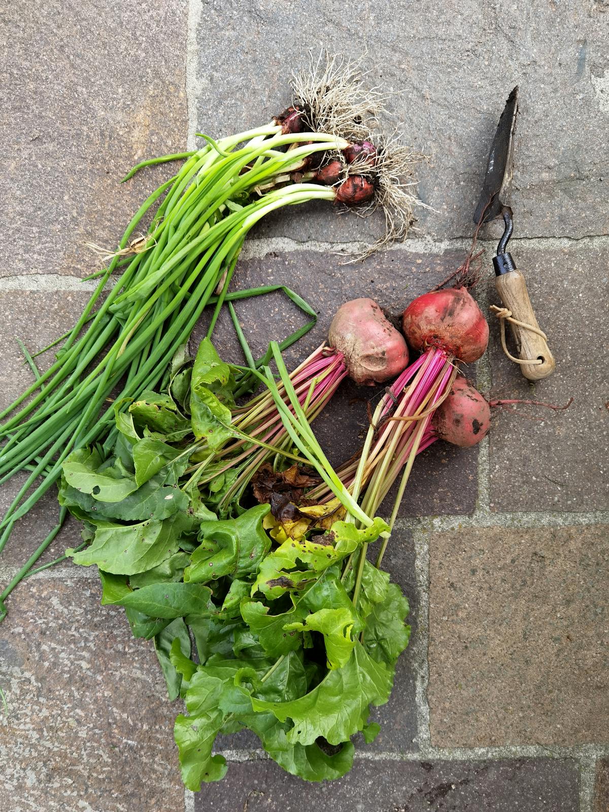 Onions Photos, Download The BEST Free Onions Stock Photos & HD Images