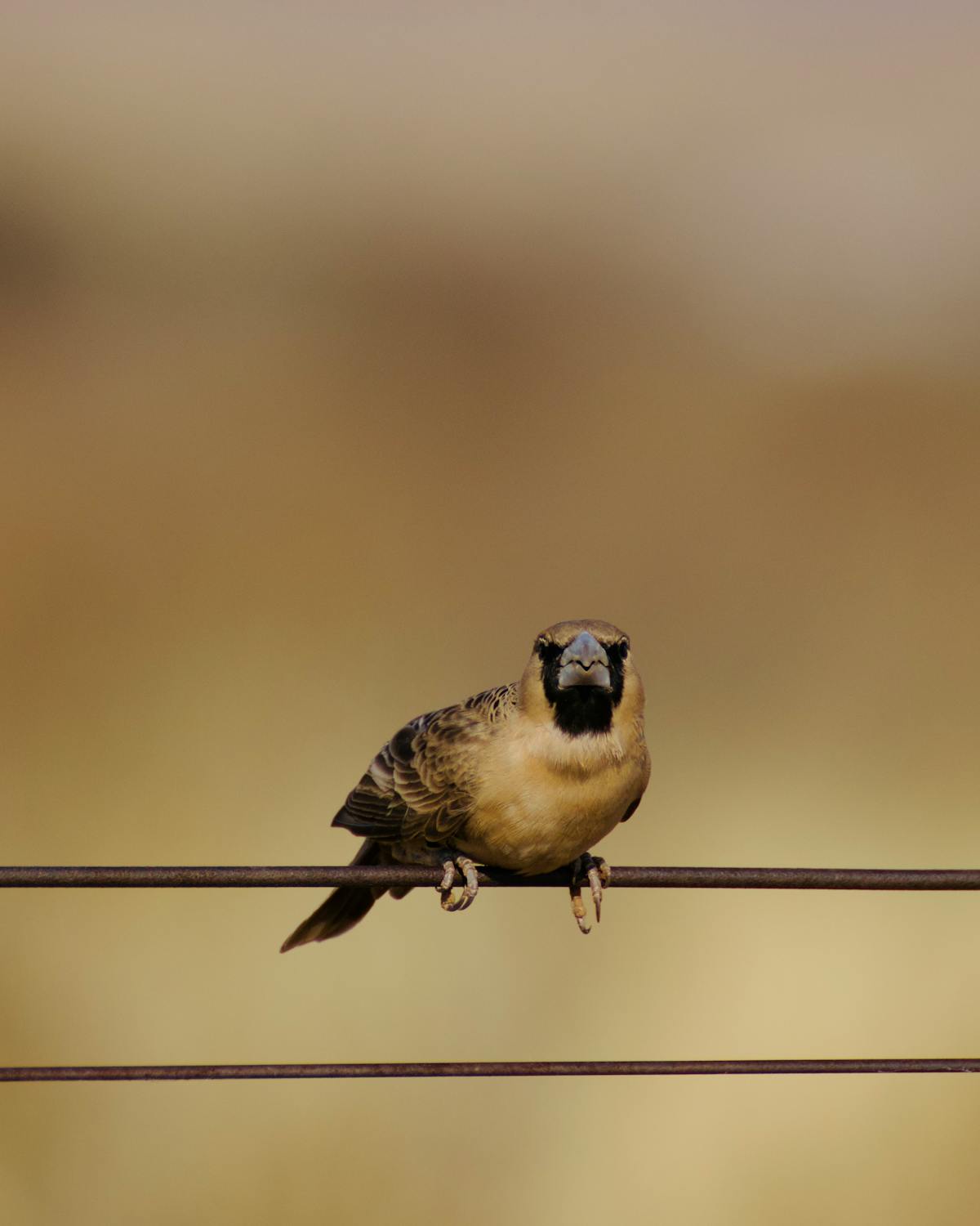 Scroller+Women+Small+Size Photos, Download The BEST Free Scroller+Women ...