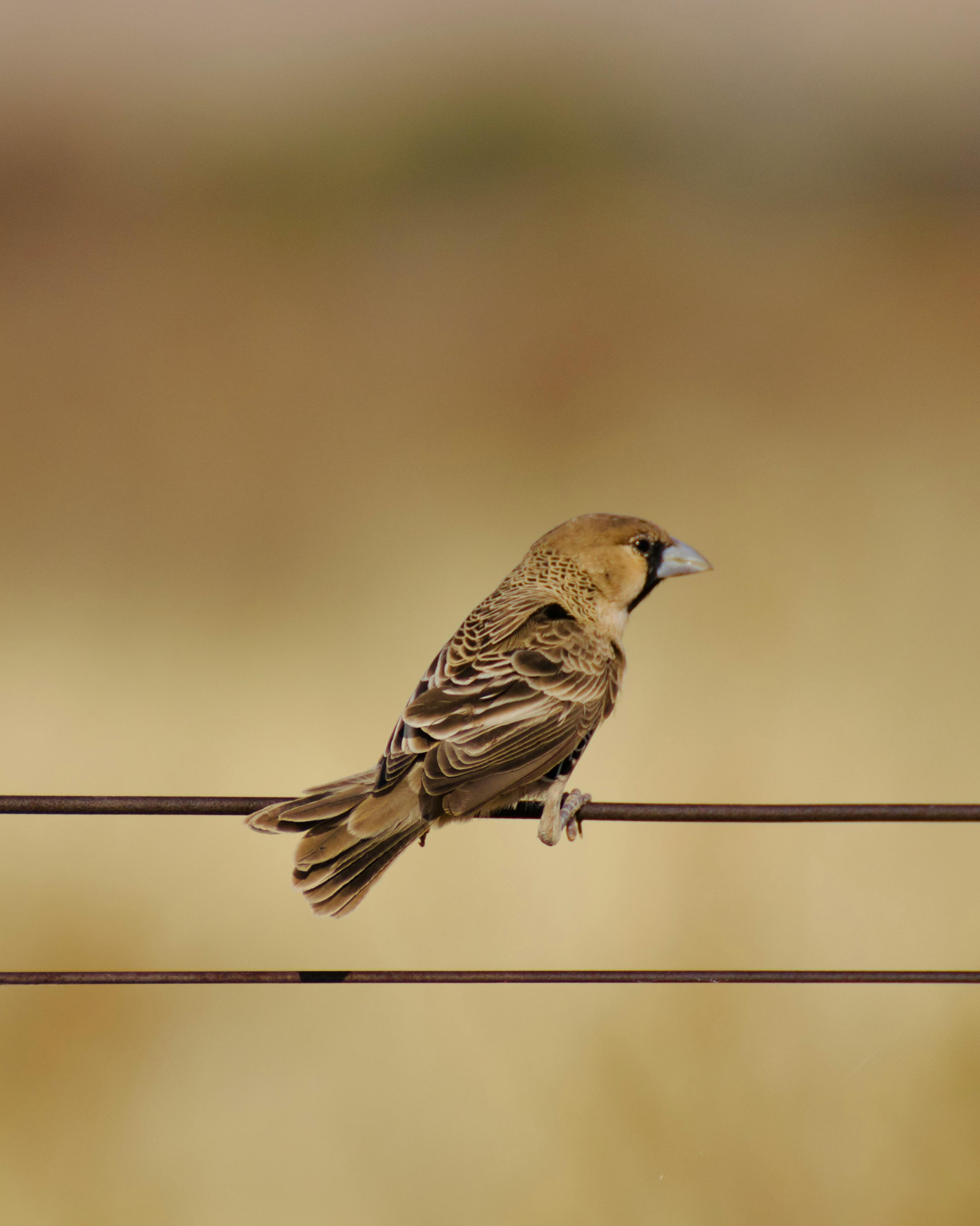 Scroller+Women+Small+Size Photos, Download The BEST Free Scroller+Women ...