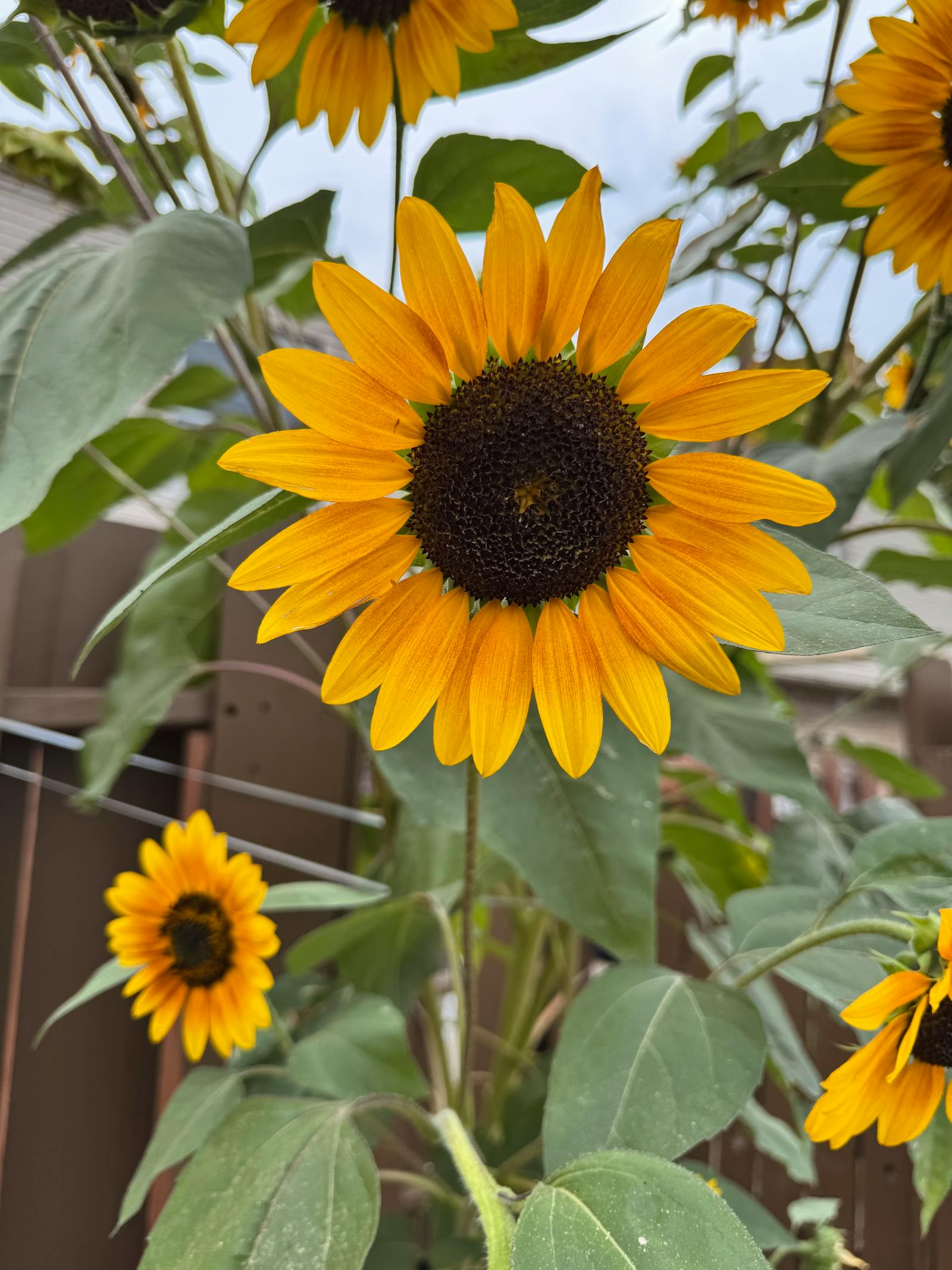 Sunflower Birthday Photos, Download The BEST Free Sunflower Birthday ...