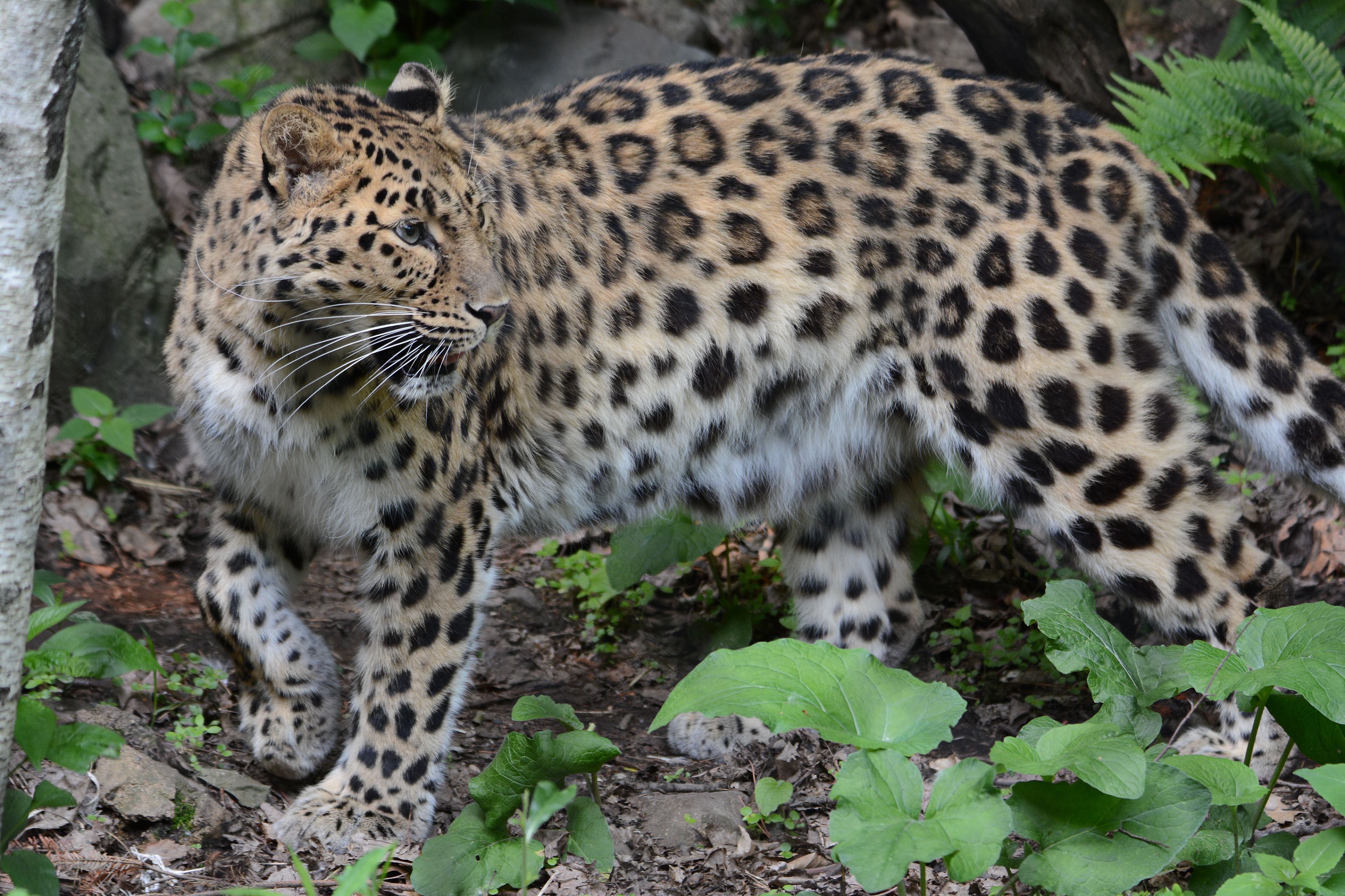 Amur Leopard Photos, Download The BEST Free Amur Leopard Stock Photos ...