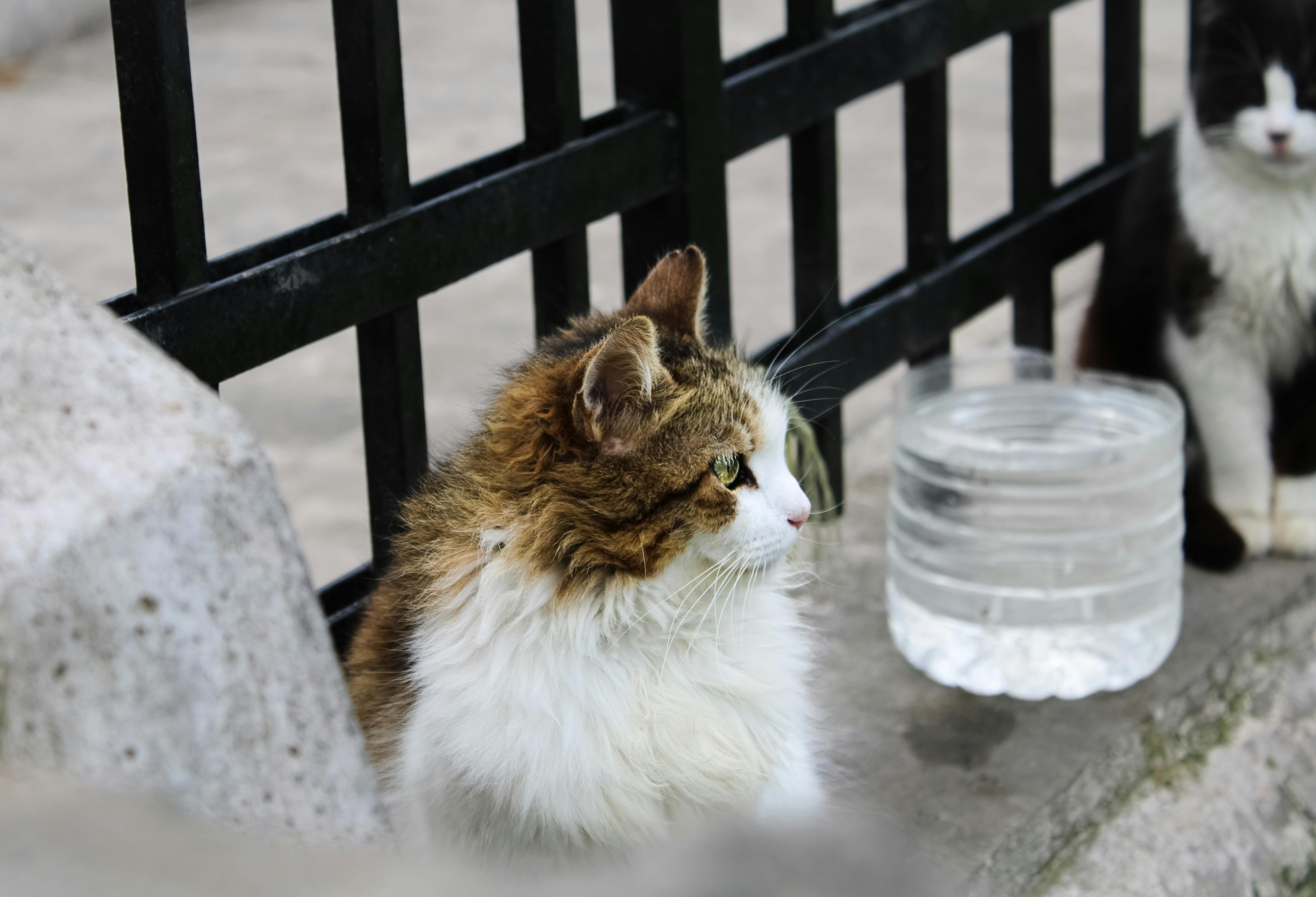 Goofy Cat Photos, Download The BEST Free Goofy Cat Stock Photos & HD Images