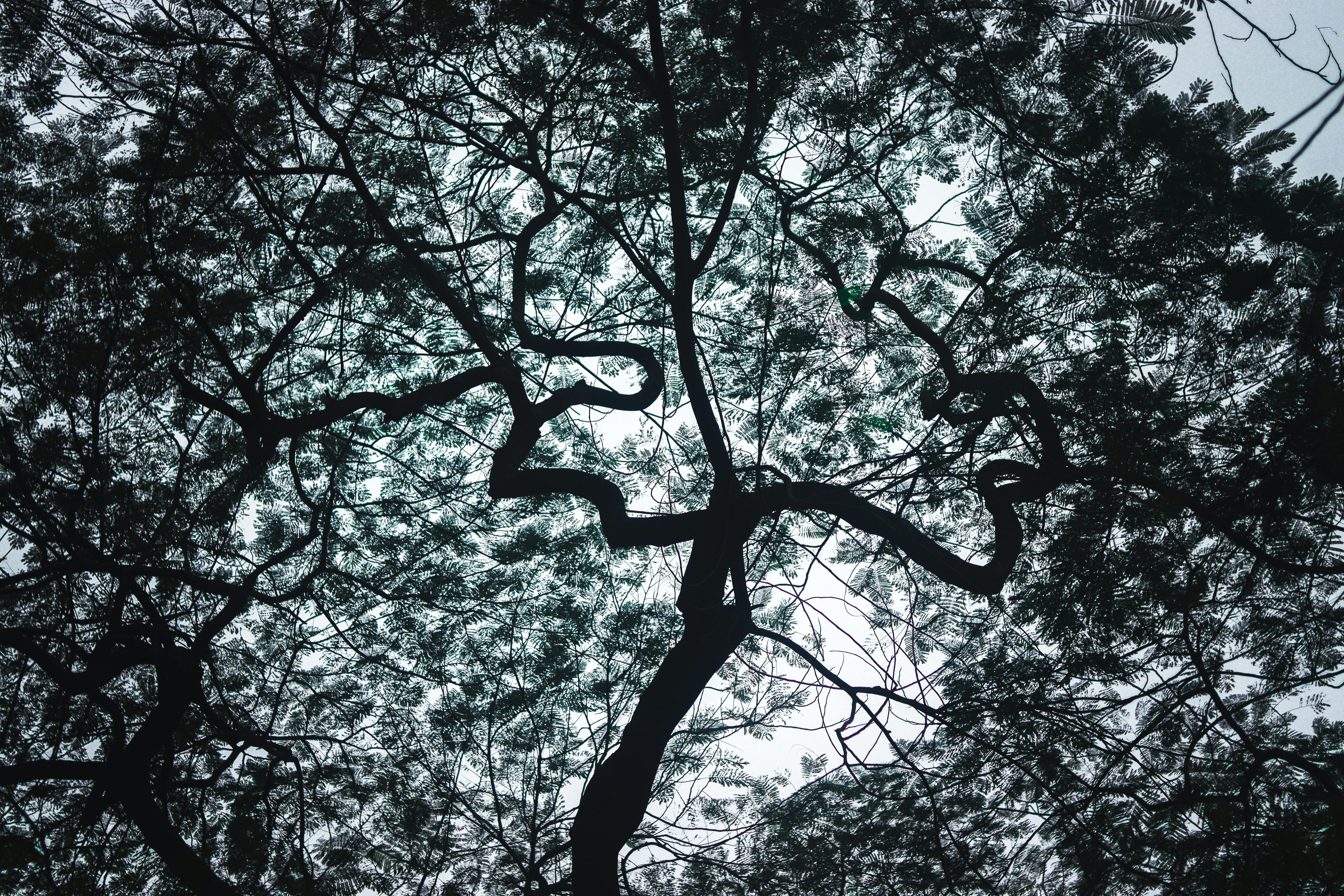 Twigs Photos, Download The BEST Free Twigs Stock Photos & HD Images