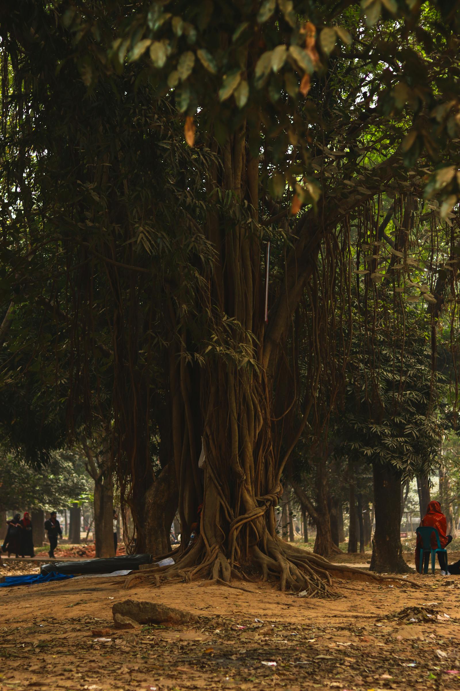 Tree Roots Photos, Download The BEST Free Tree Roots Stock Photos & HD ...