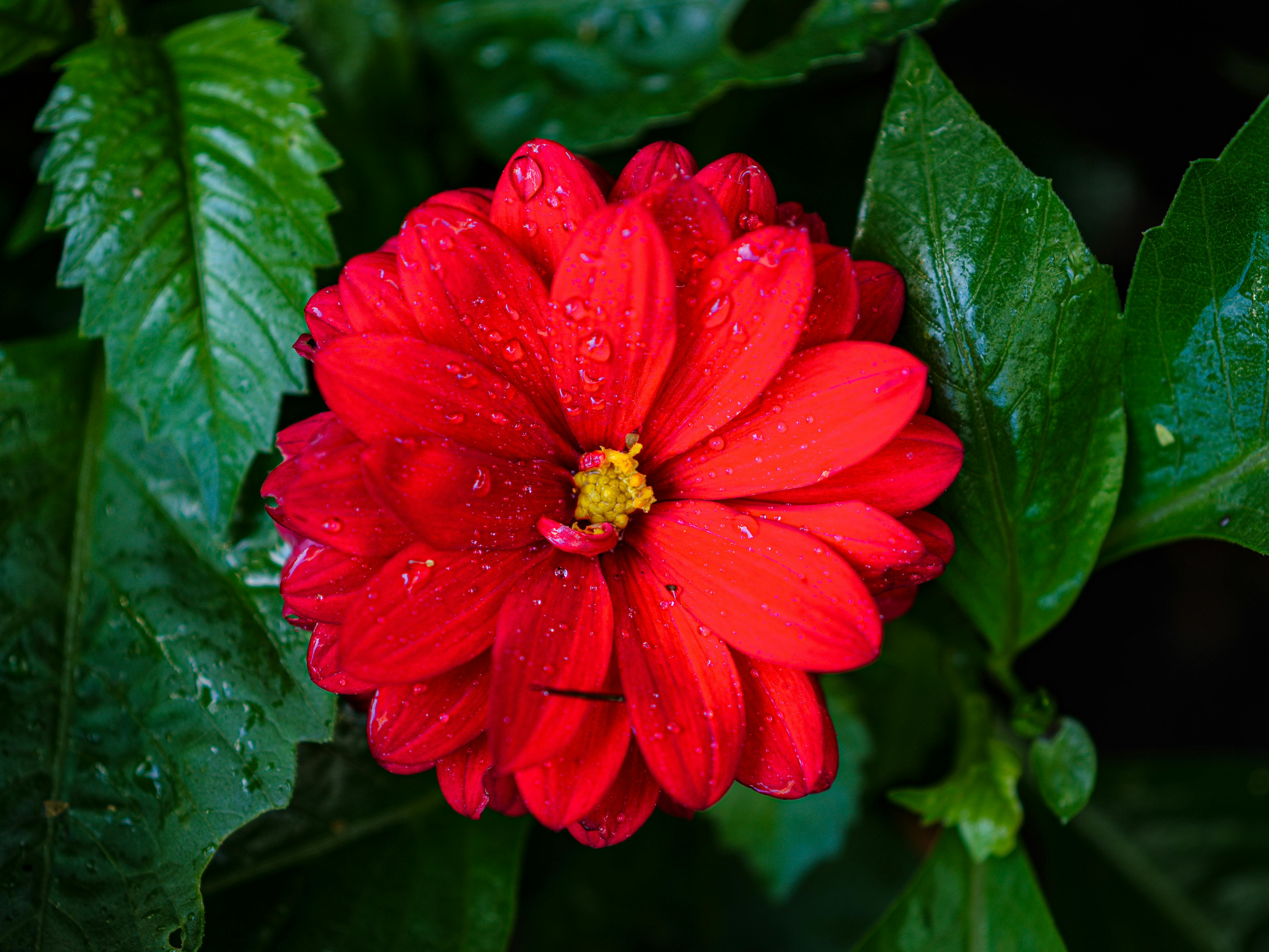 High Contrast Photos, Download The BEST Free High Contrast Stock Photos ...