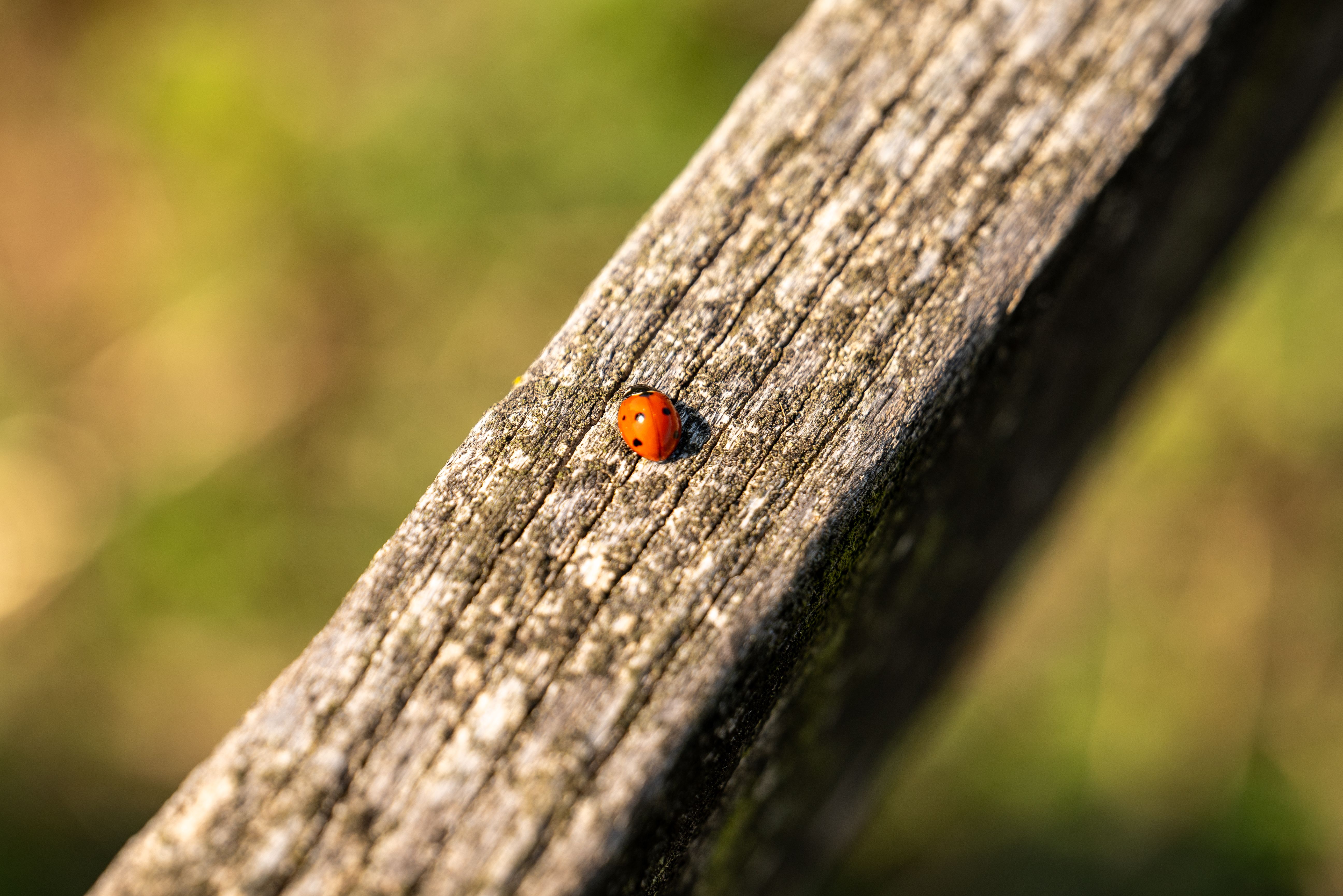Ladybug on Weathered Wood Close-Up · Free Stock Photo
