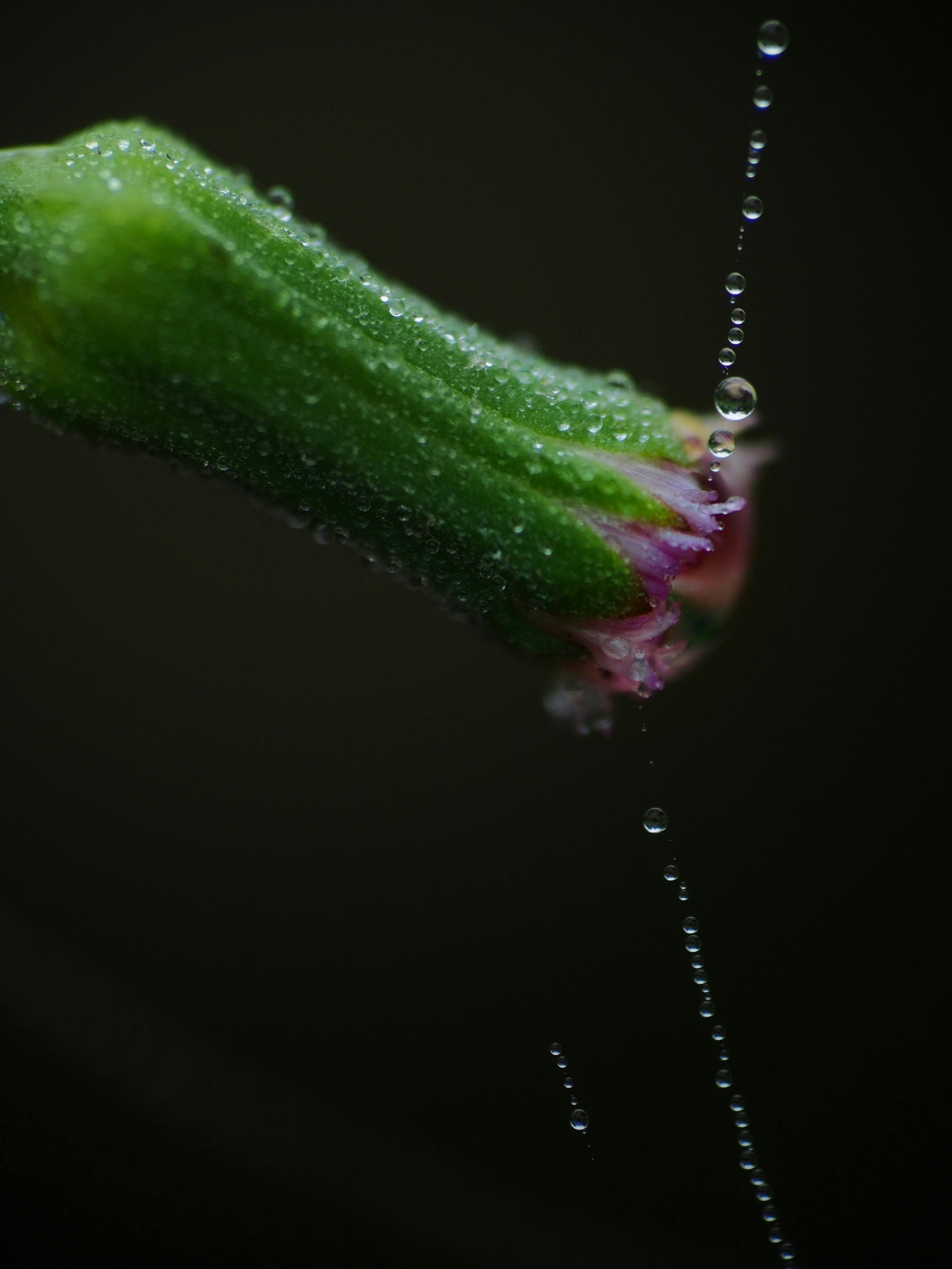 Best+Micro+Bikini+Gifs Photos, Download The BEST Free Best+Micro+Bikini ...