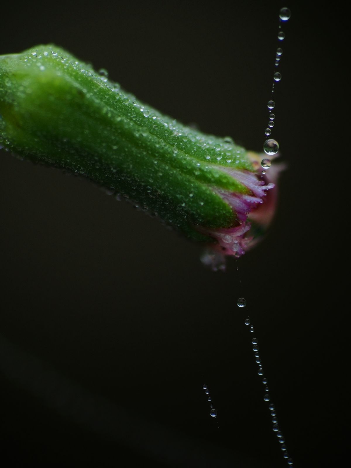 Gulab Flower Photos, Download The BEST Free Gulab Flower Stock Photos ...