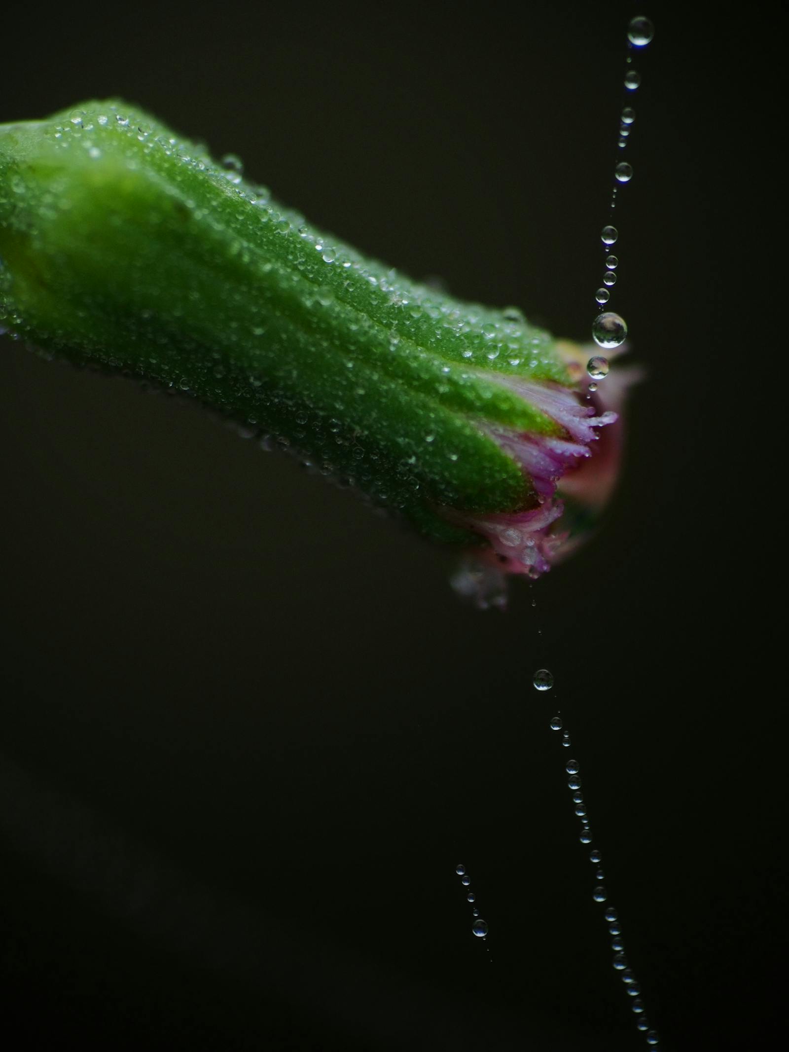 Gulab Flower Photos, Download The BEST Free Gulab Flower Stock Photos ...