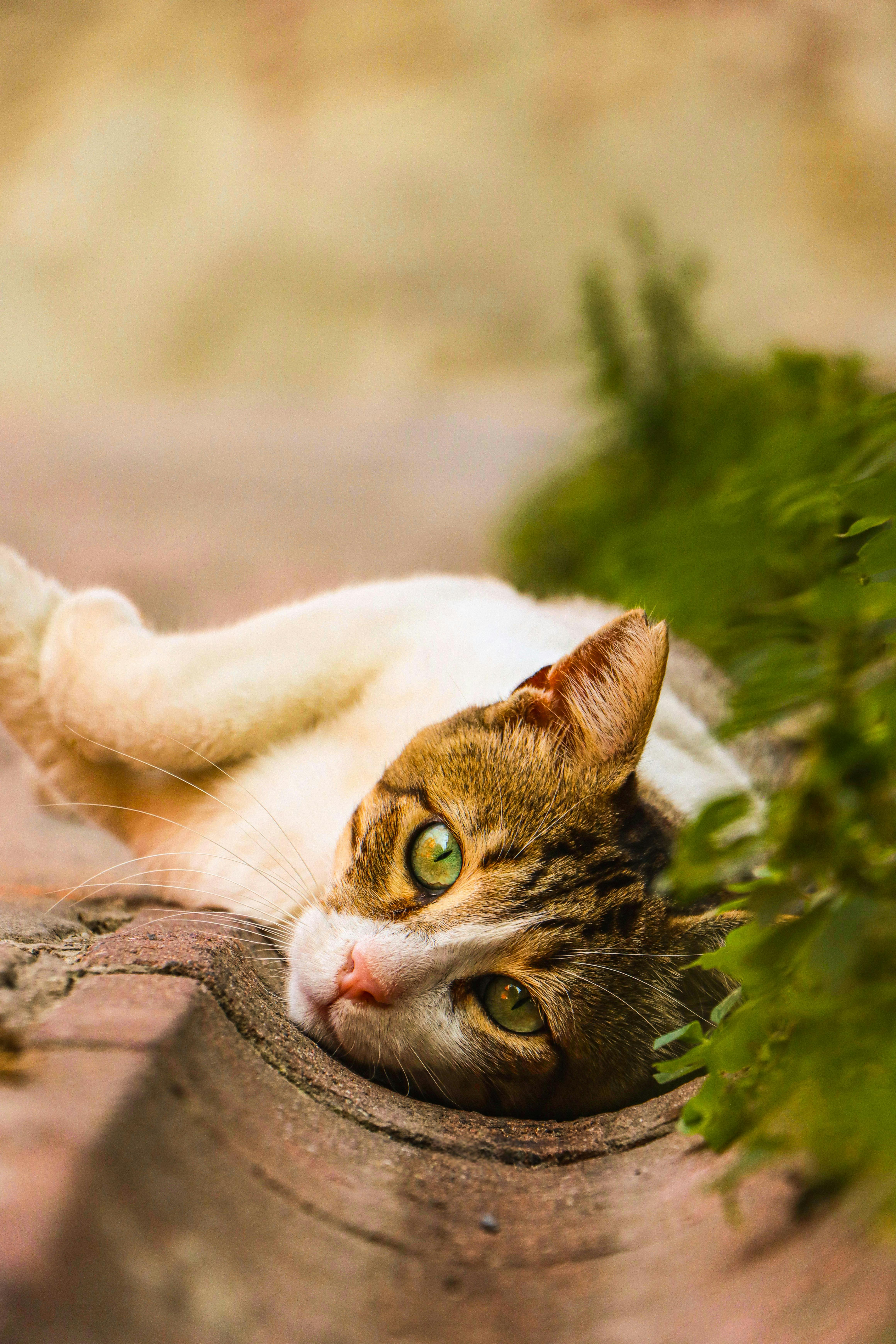 Goofy Cat Photos, Download The BEST Free Goofy Cat Stock Photos & HD Images