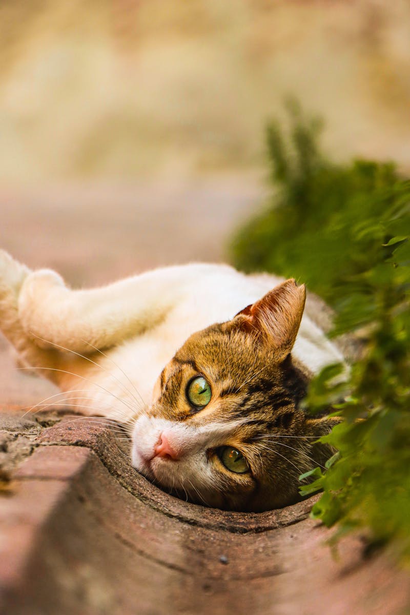 Goofy Cat Photos, Download The BEST Free Goofy Cat Stock Photos & HD Images