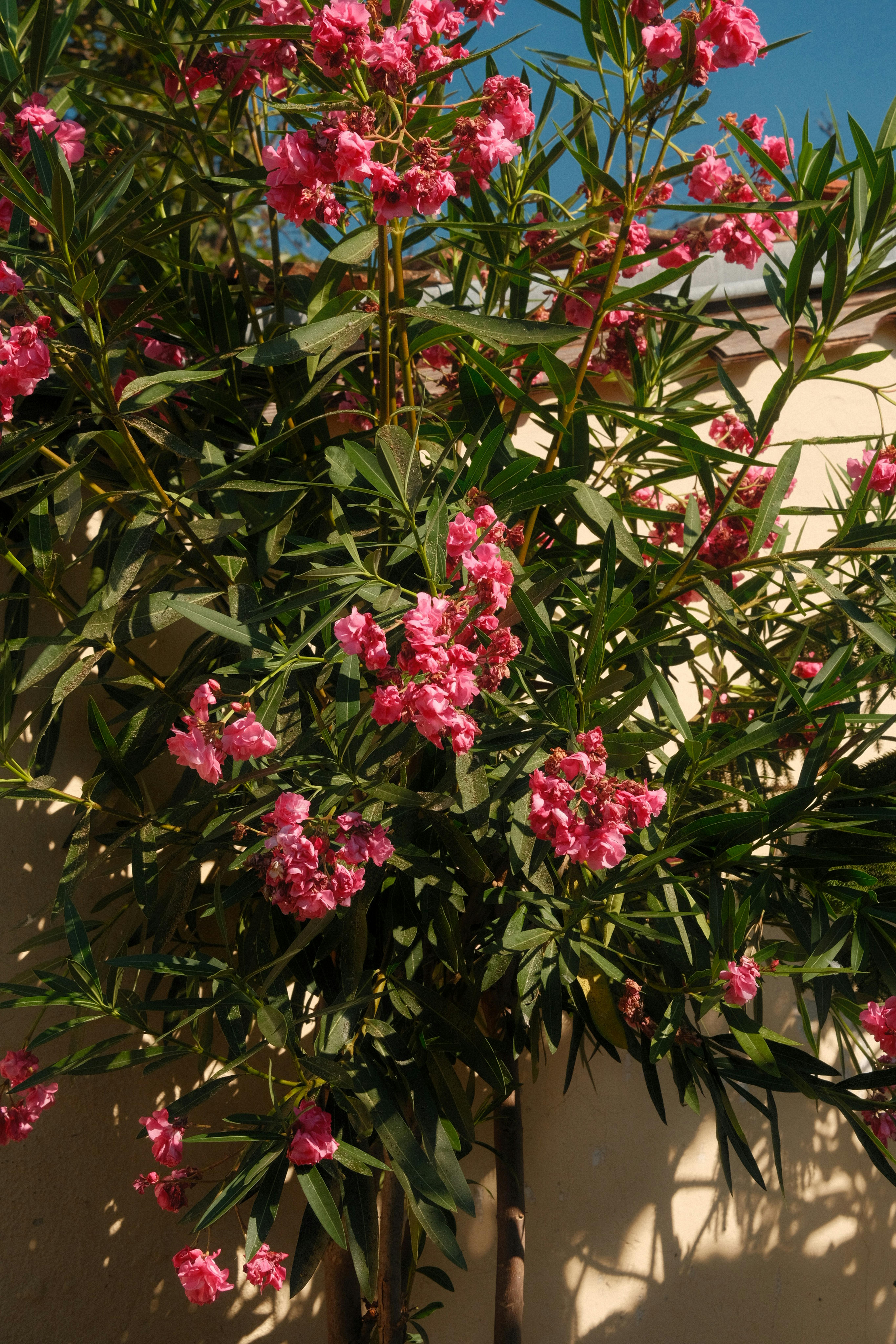 Goofy Cat Photos, Download The BEST Free Goofy Cat Stock Photos & HD Images