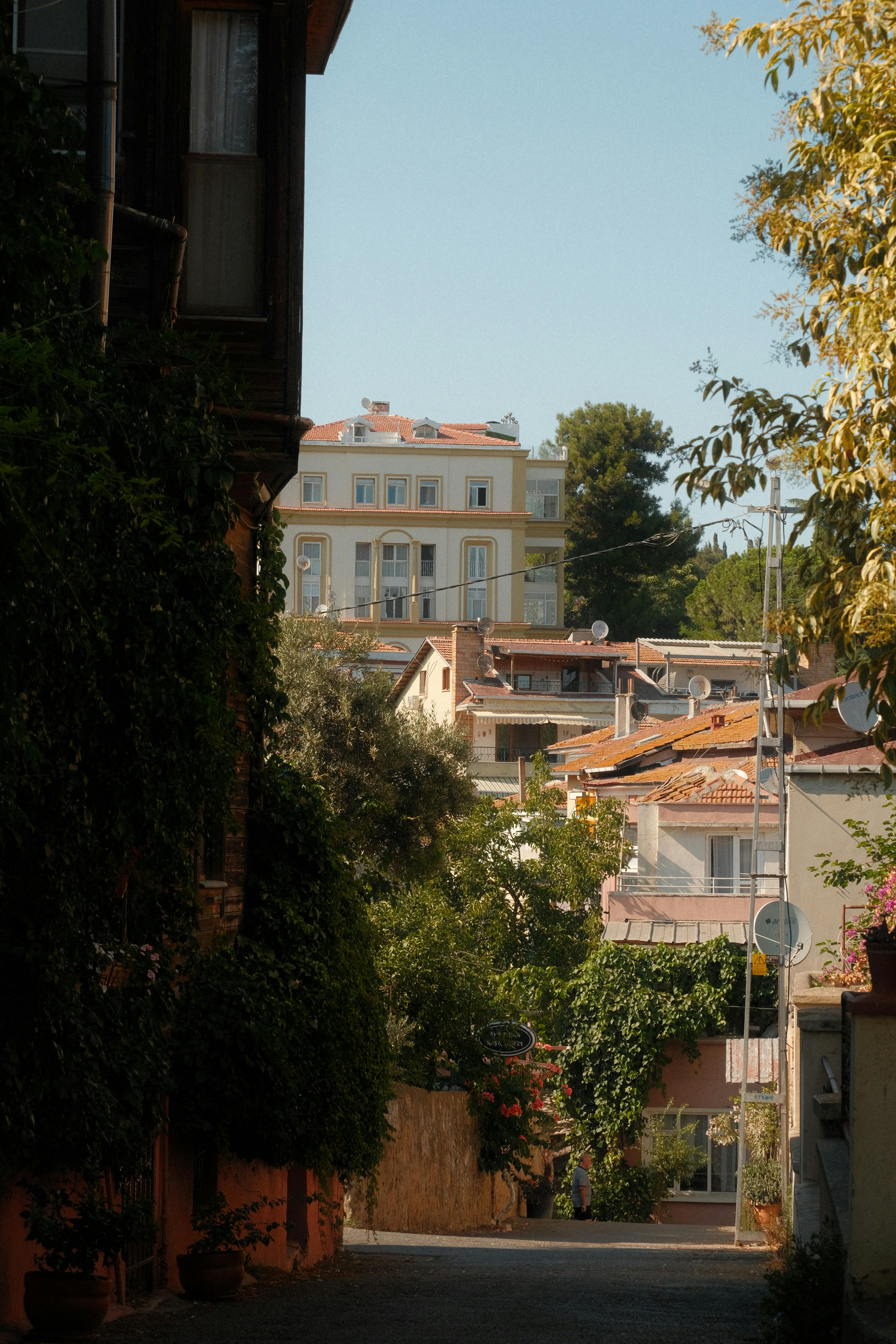 Goofy Cat Photos, Download The BEST Free Goofy Cat Stock Photos & HD Images