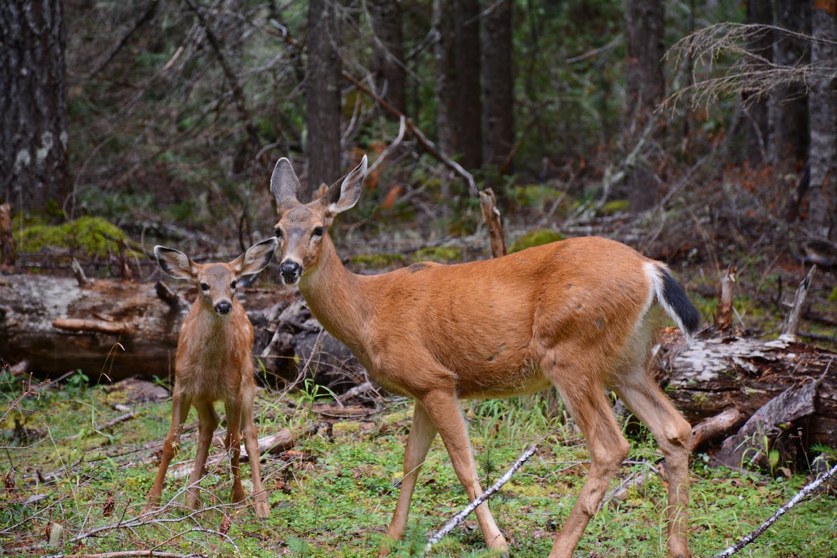Standing Deer Photos, Download The BEST Free Standing Deer Stock Photos ...
