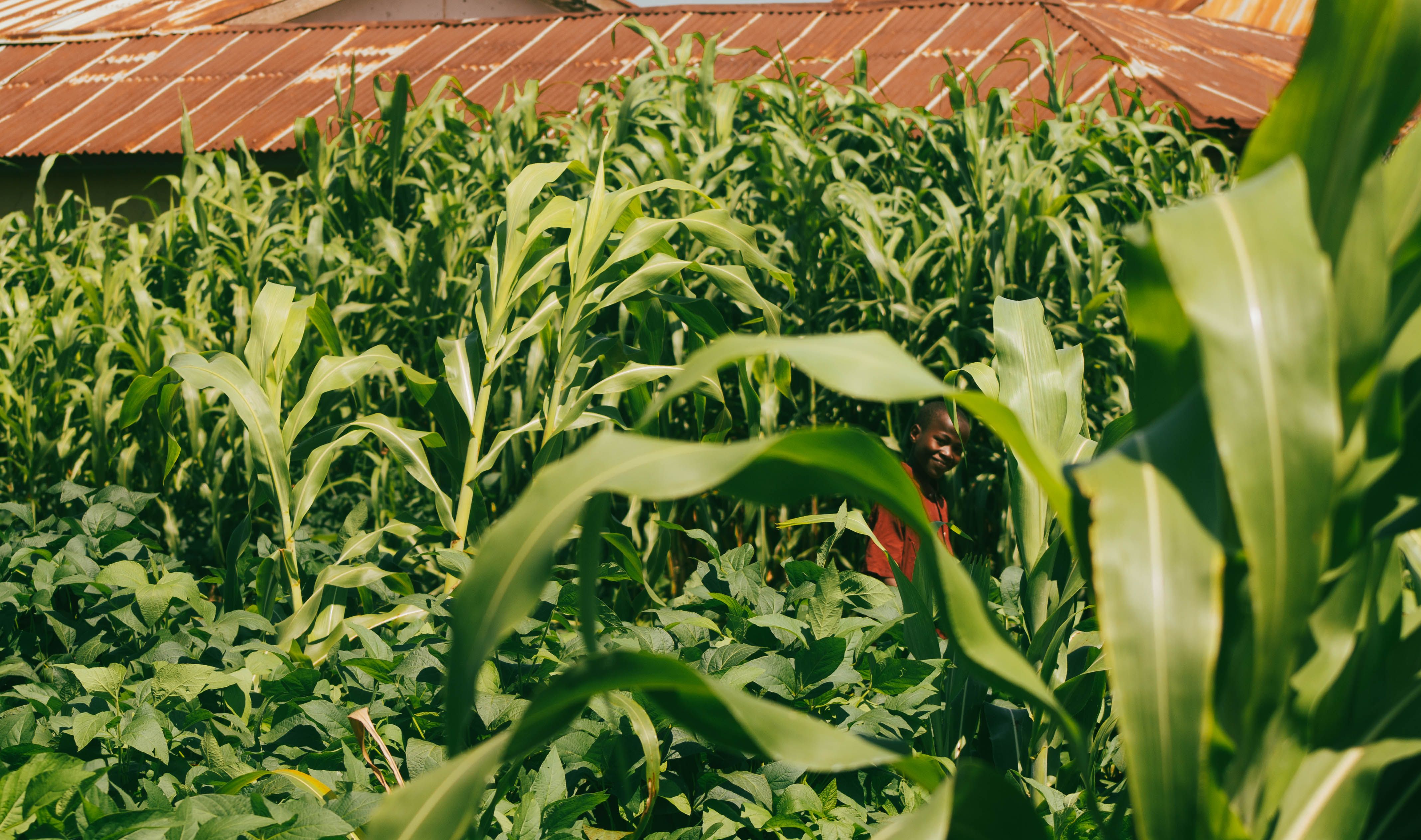 Maize Photos, Download The BEST Free Maize Stock Photos & HD Images