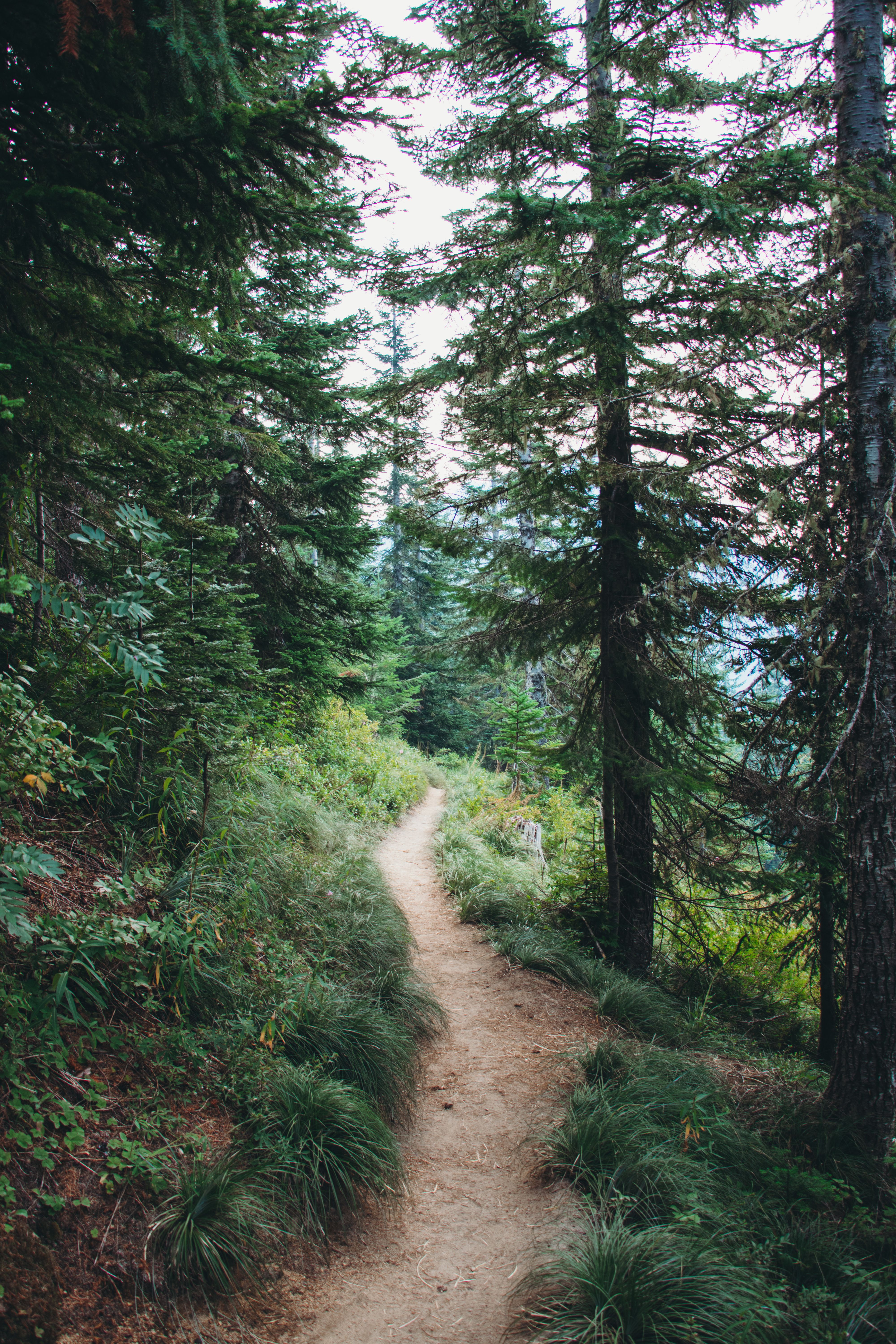 Nature Walk Photos, Download The BEST Free Nature Walk Stock Photos ...