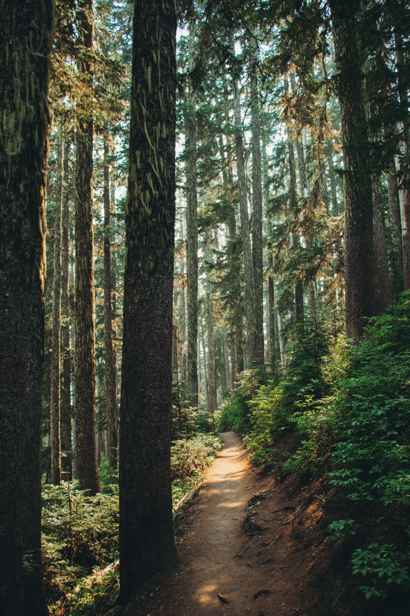 Nature Walk Photos, Download The BEST Free Nature Walk Stock Photos ...