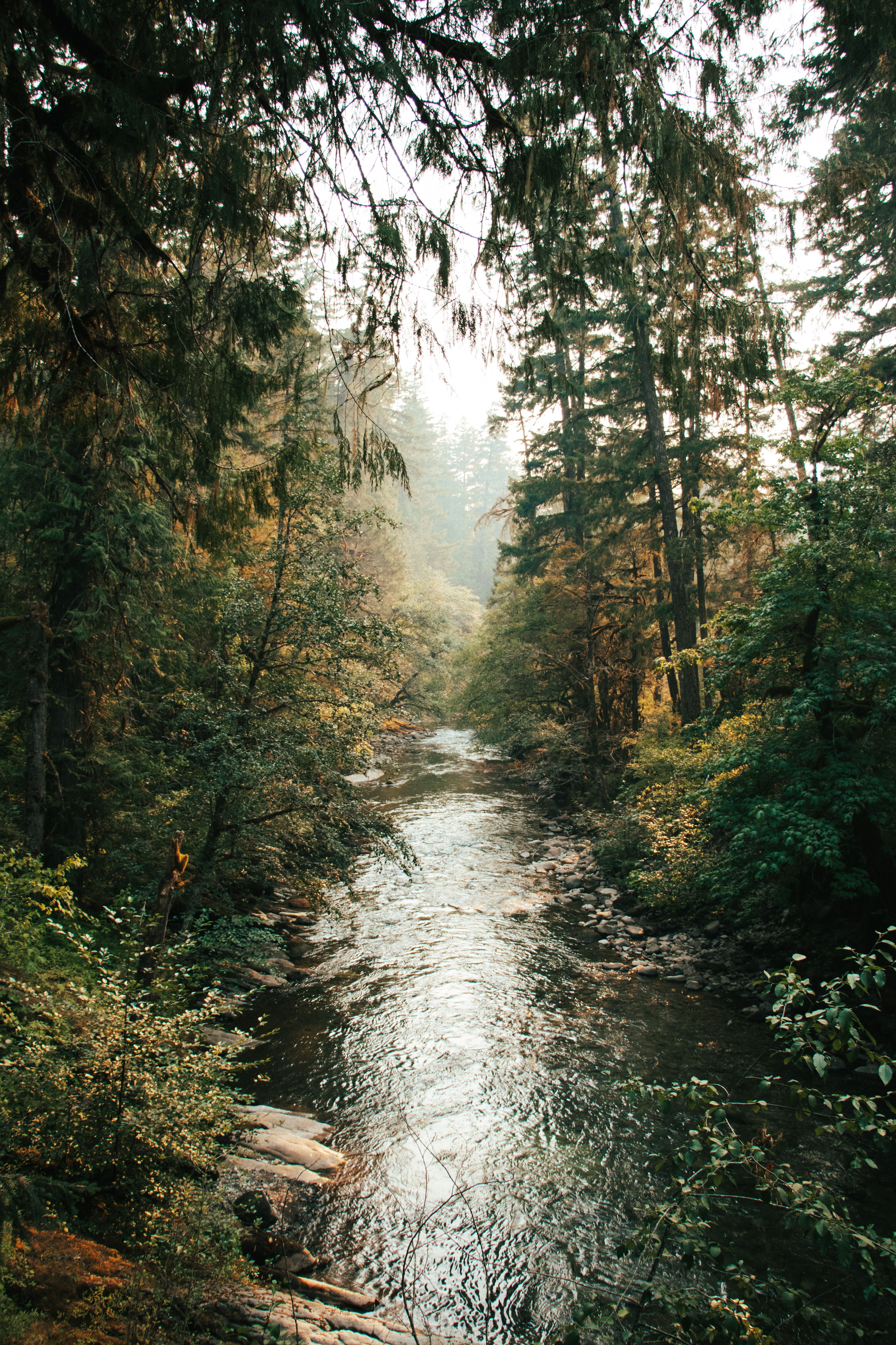 Río Sereno En Un Bosque Otoñal · Foto de stock gratuita