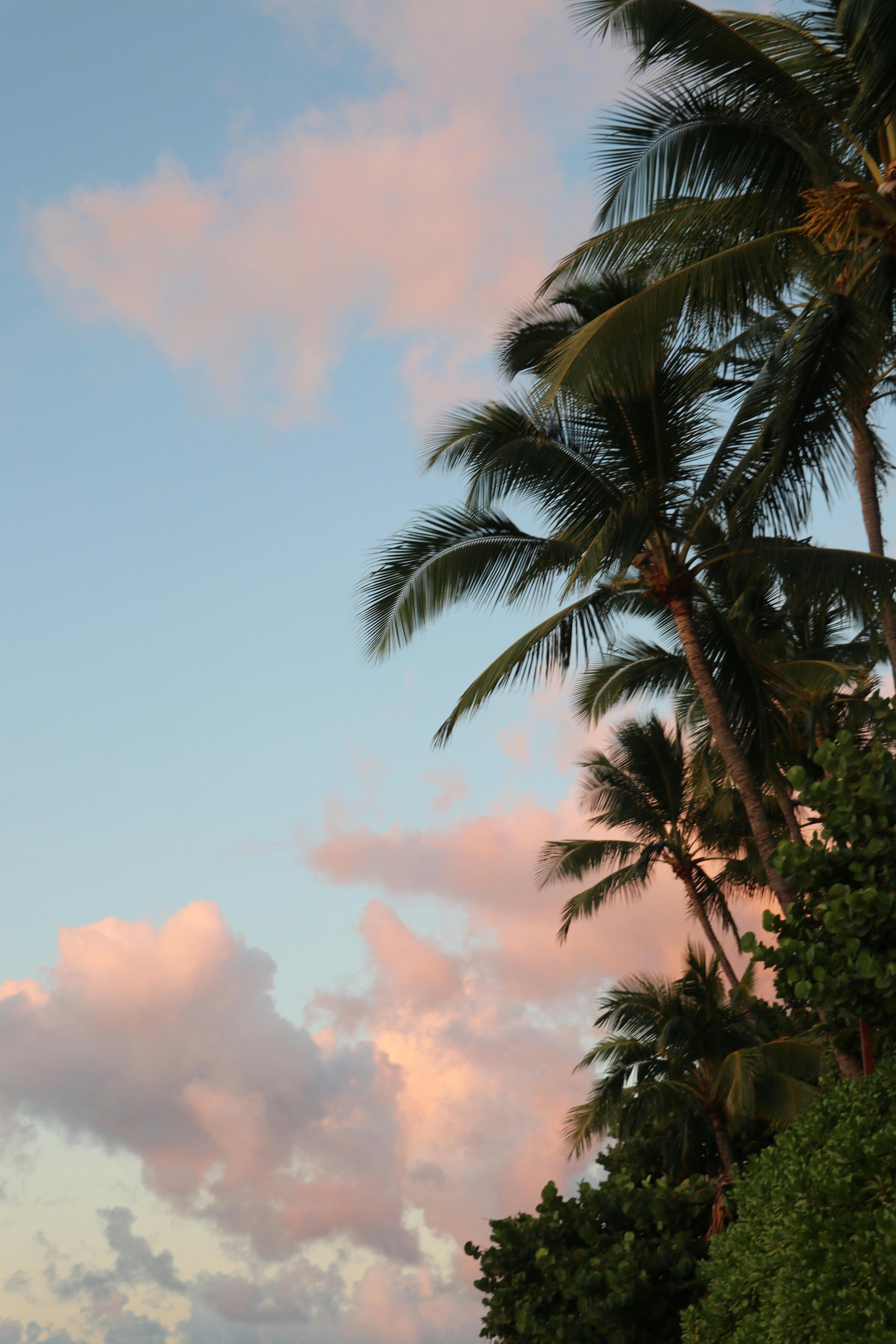 Mauna Loa Hawaii Photos, Download The BEST Free Mauna Loa Hawaii Stock ...