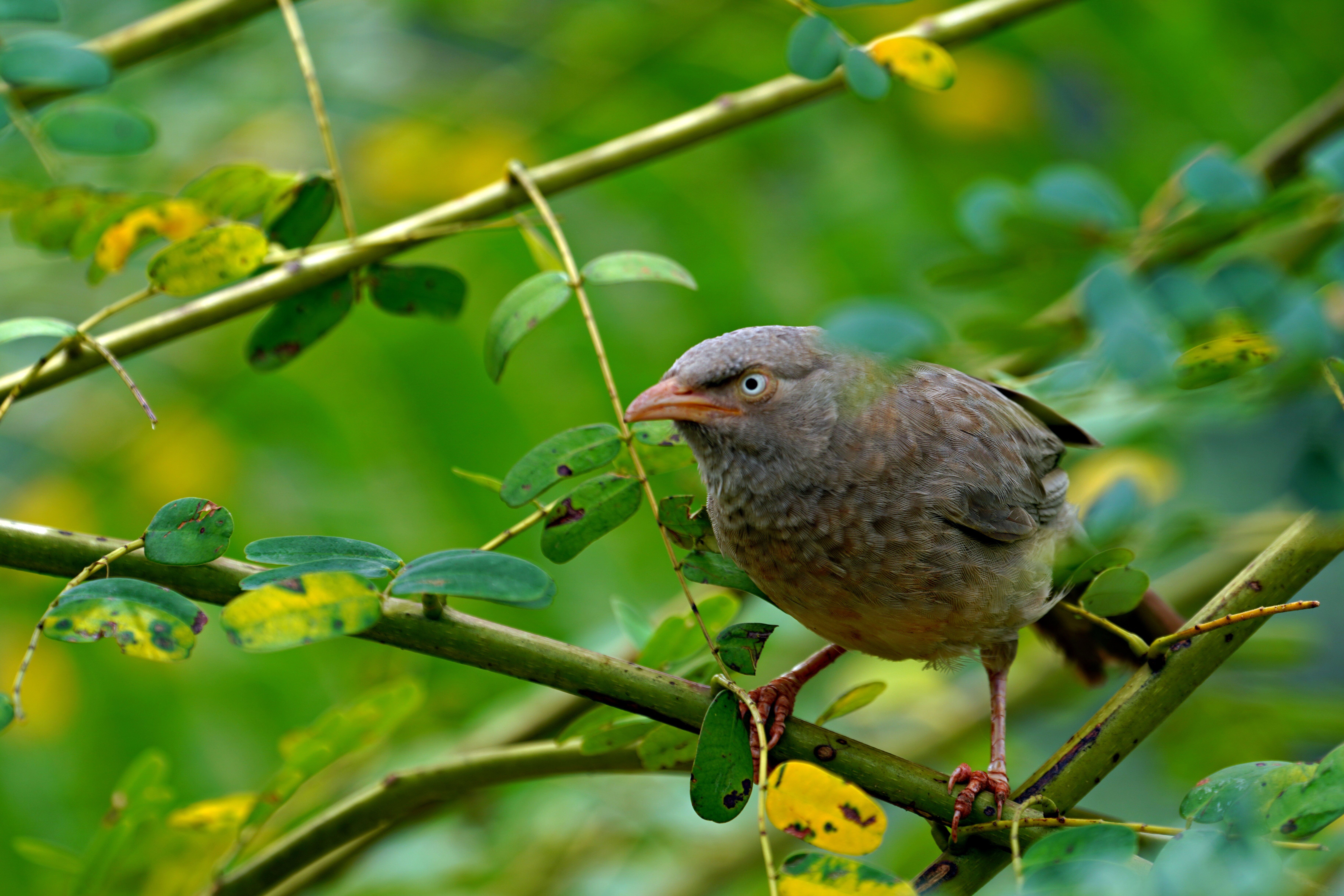 Wild Bird Photos, Download The BEST Free Wild Bird Stock Photos & HD Images