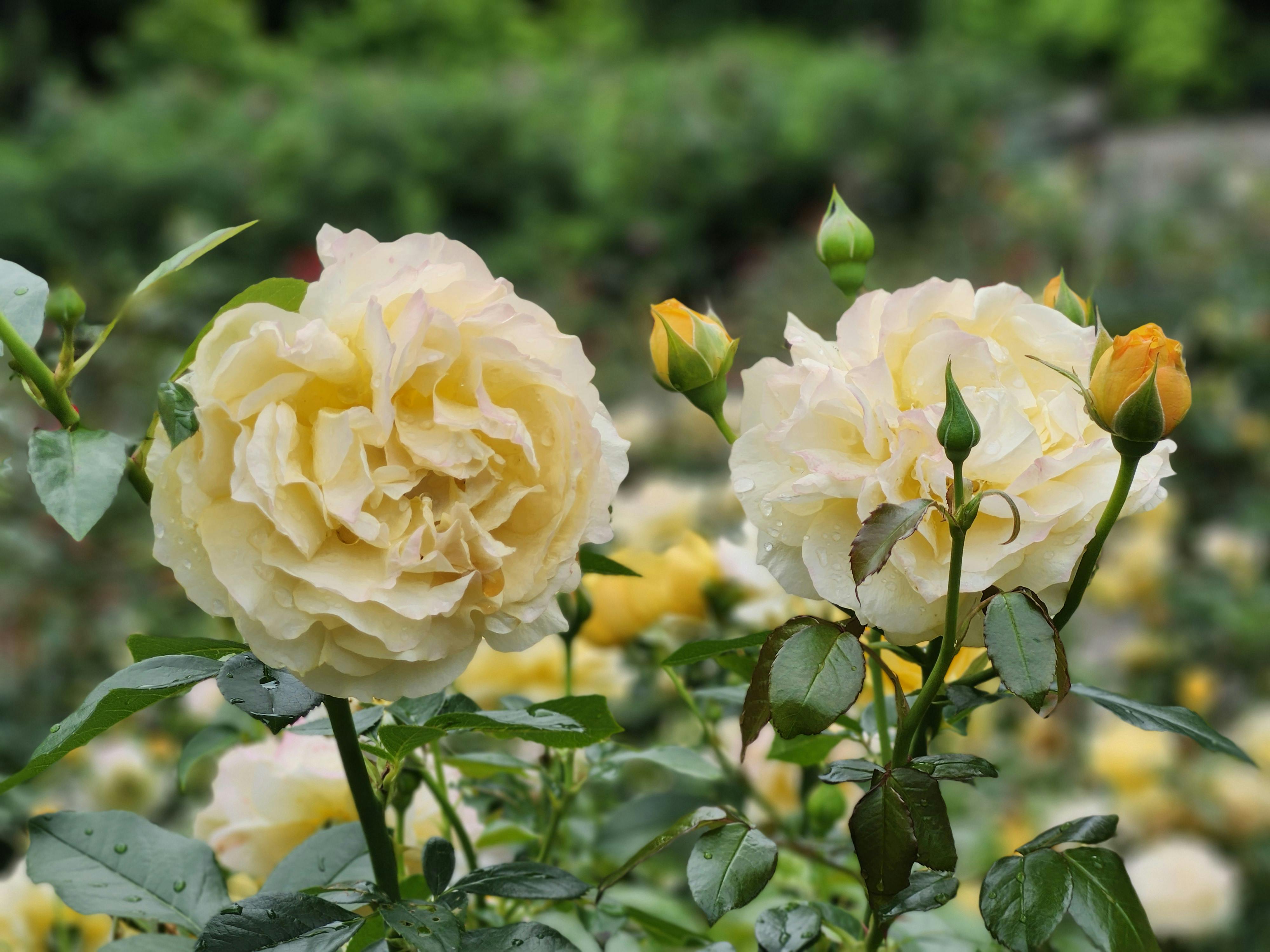 Rainy Friday Quotes Photos, Download The BEST Free Rainy Friday Quotes ...