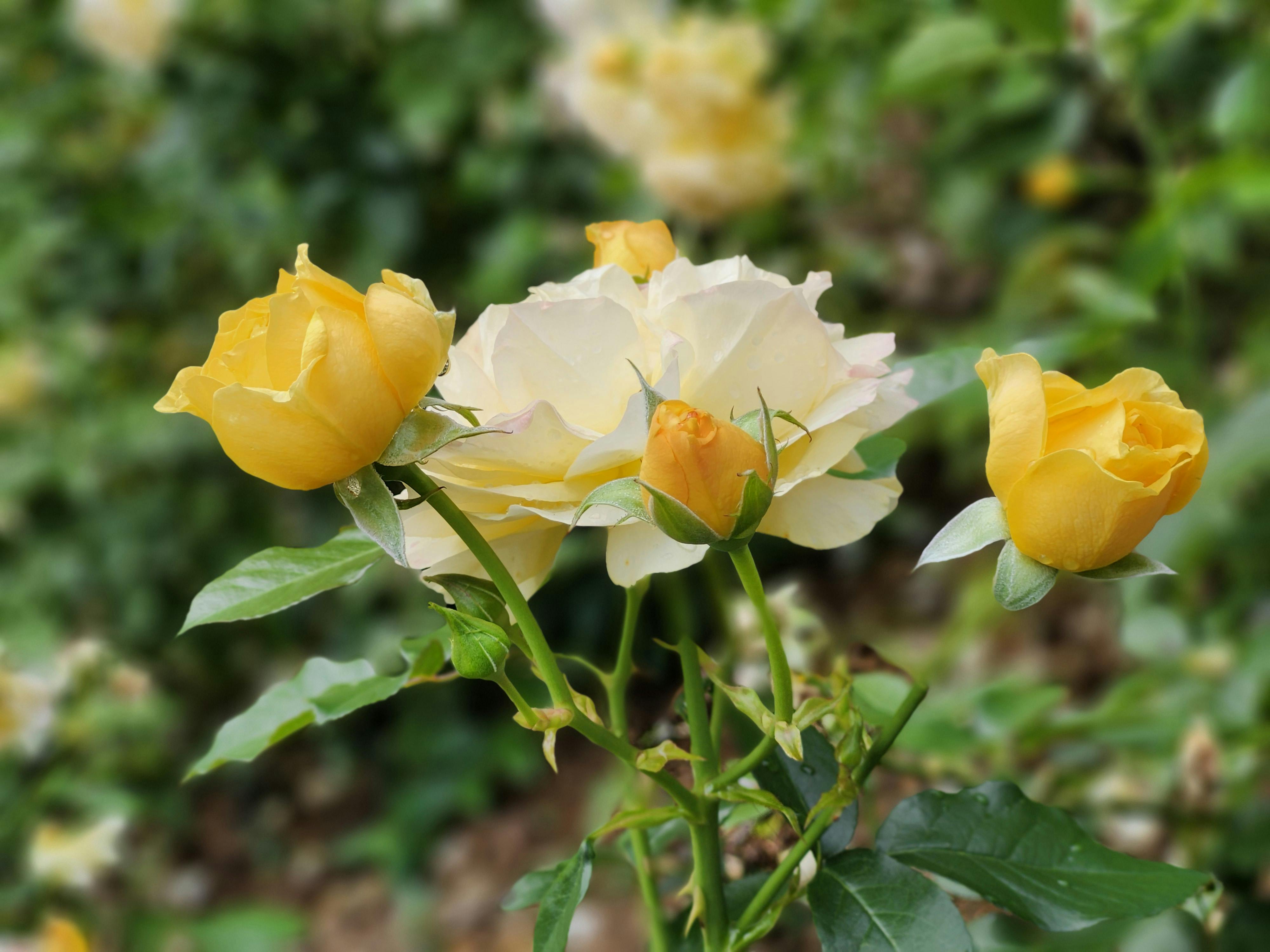 Close Up Van Gele Roos Met Knoppen In De Tuin · Gratis stockfoto