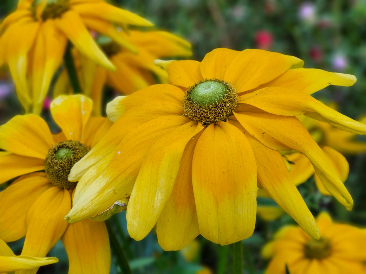 Colorful Flowers Photos, Download The BEST Free Colorful Flowers Stock ...