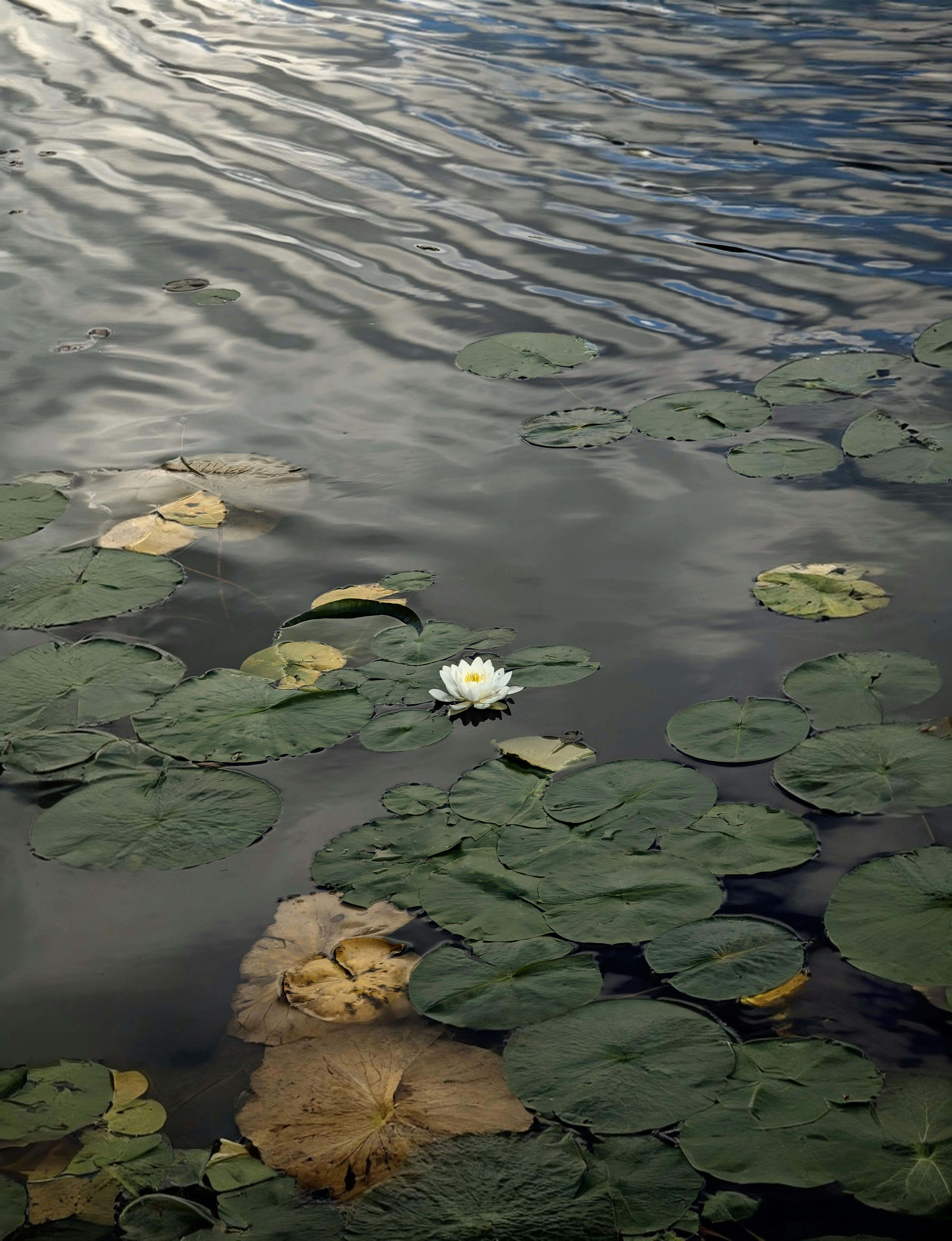 Green Water Photos, Download The BEST Free Green Water Stock Photos ...