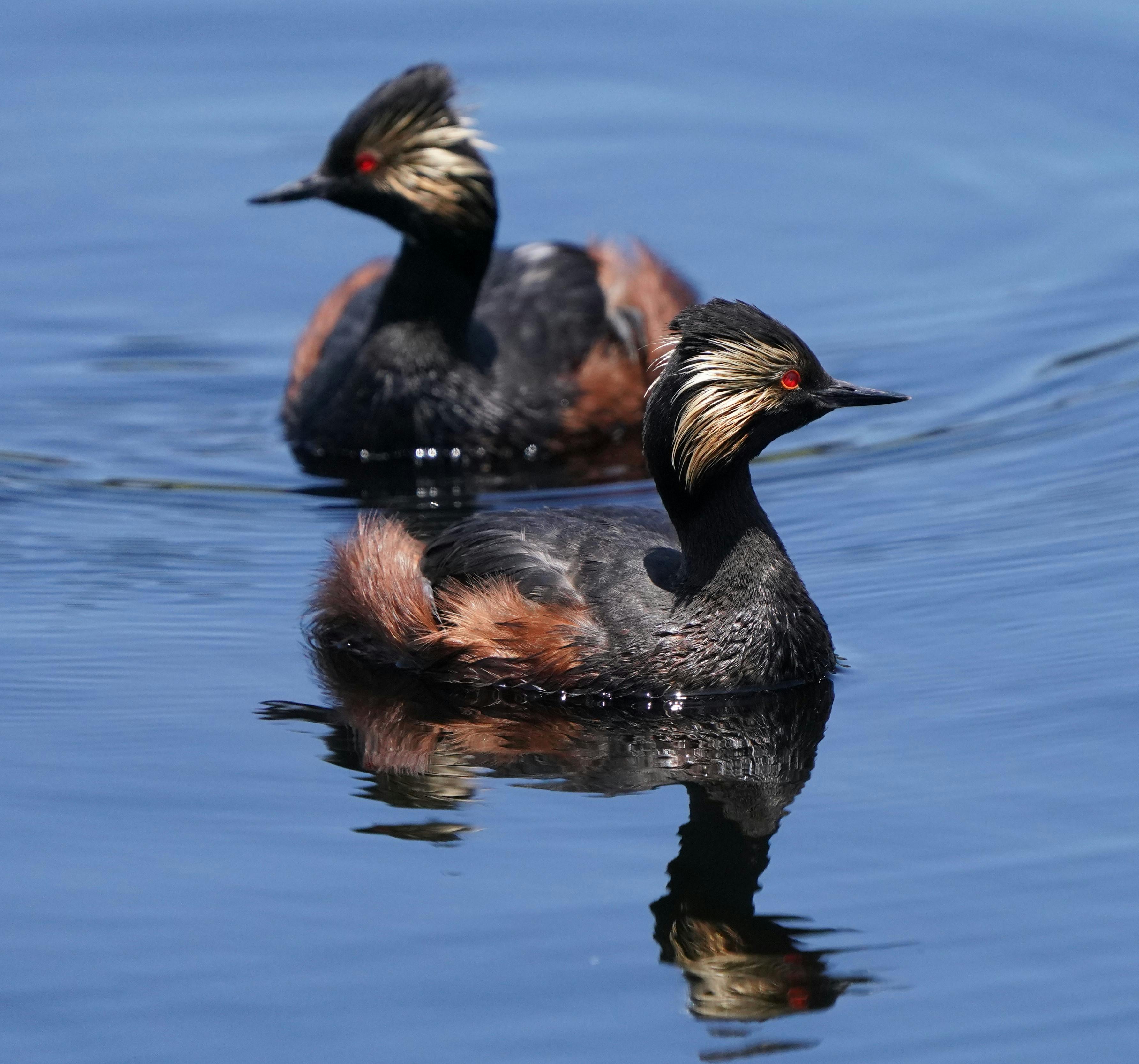 Duck+Pfp Photos, Download The BEST Free Duck+Pfp Stock Photos & HD Images