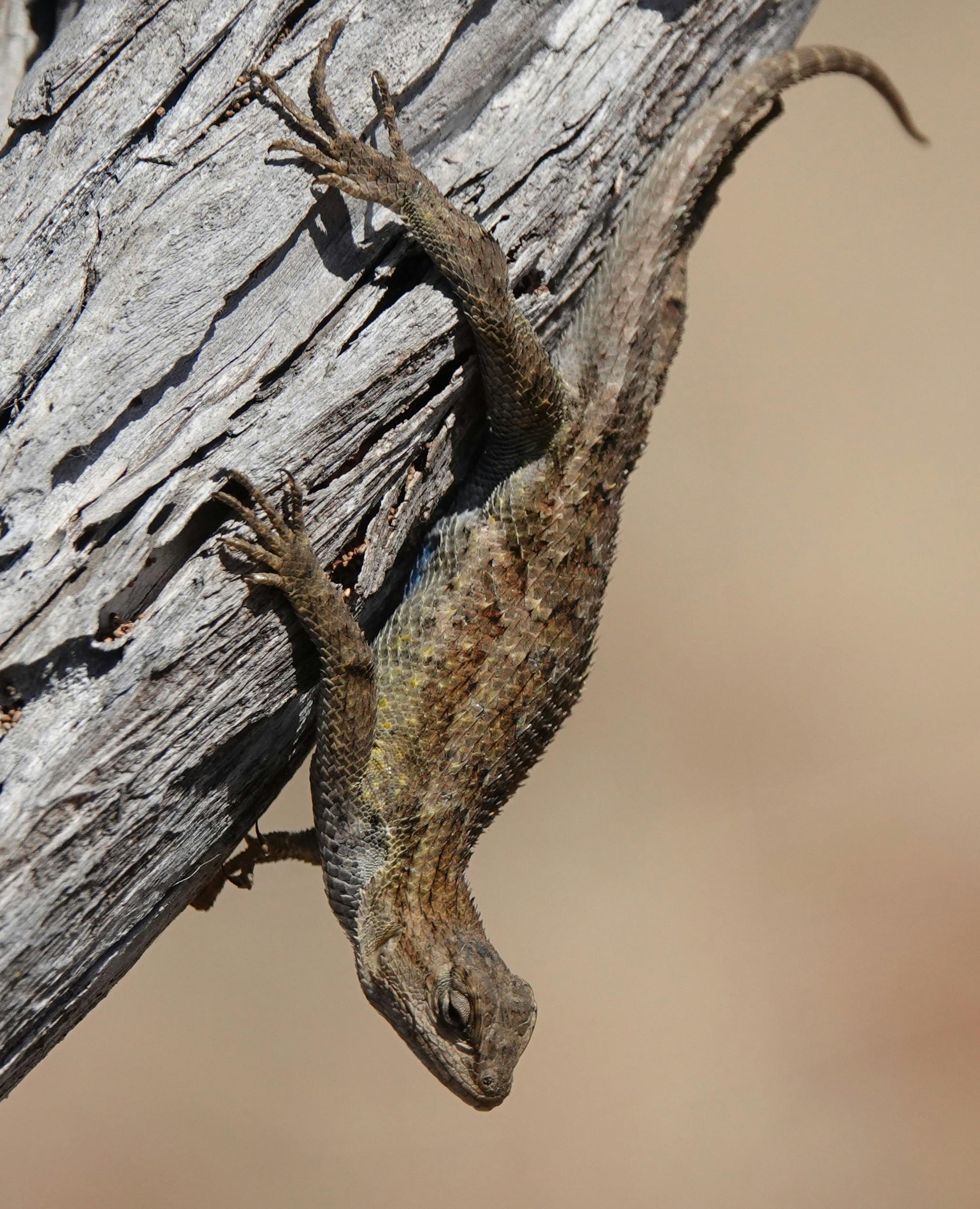 Tree Texture Photos, Download The BEST Free Tree Texture Stock Photos ...