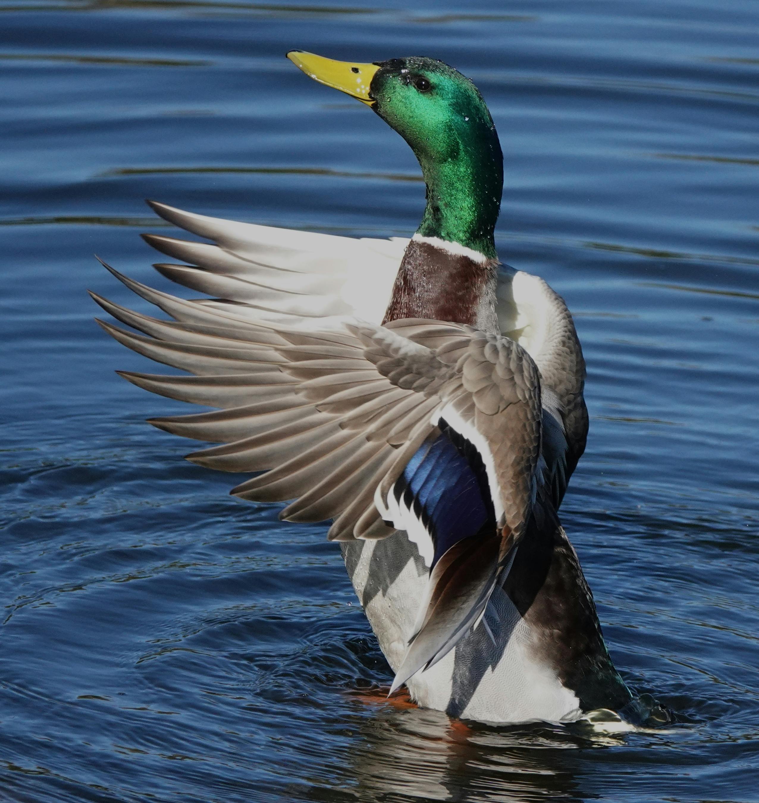 Duck+Pfp Photos, Download The BEST Free Duck+Pfp Stock Photos & HD Images