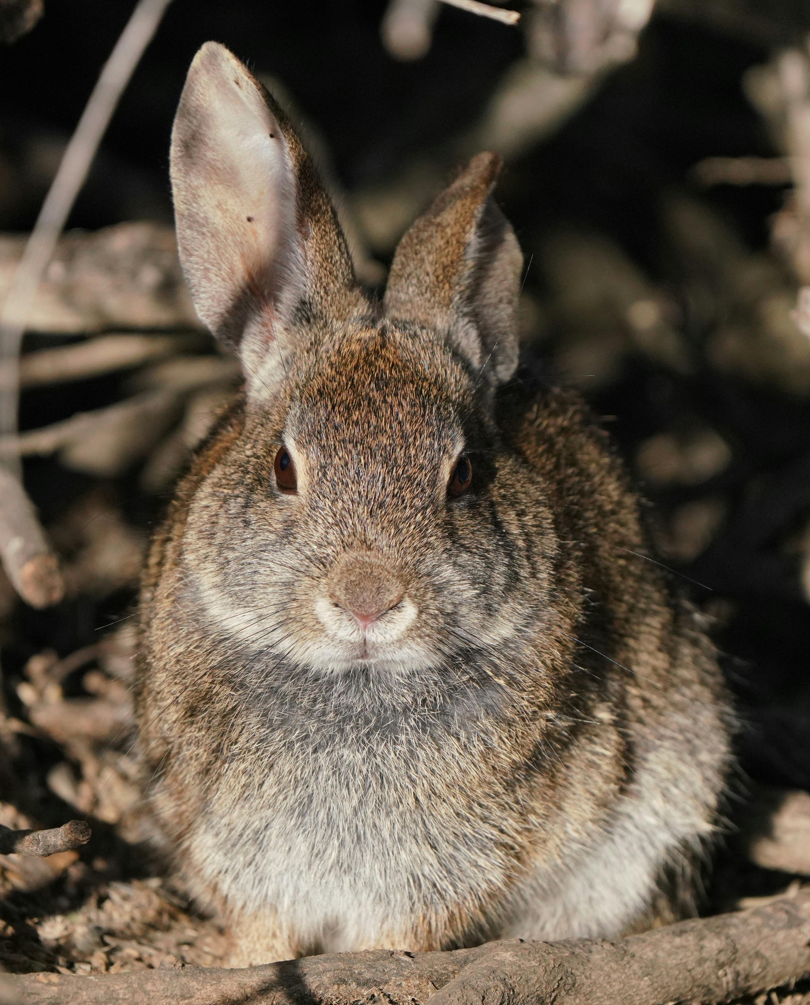 Small Animal Photos, Download The BEST Free Small Animal Stock Photos ...