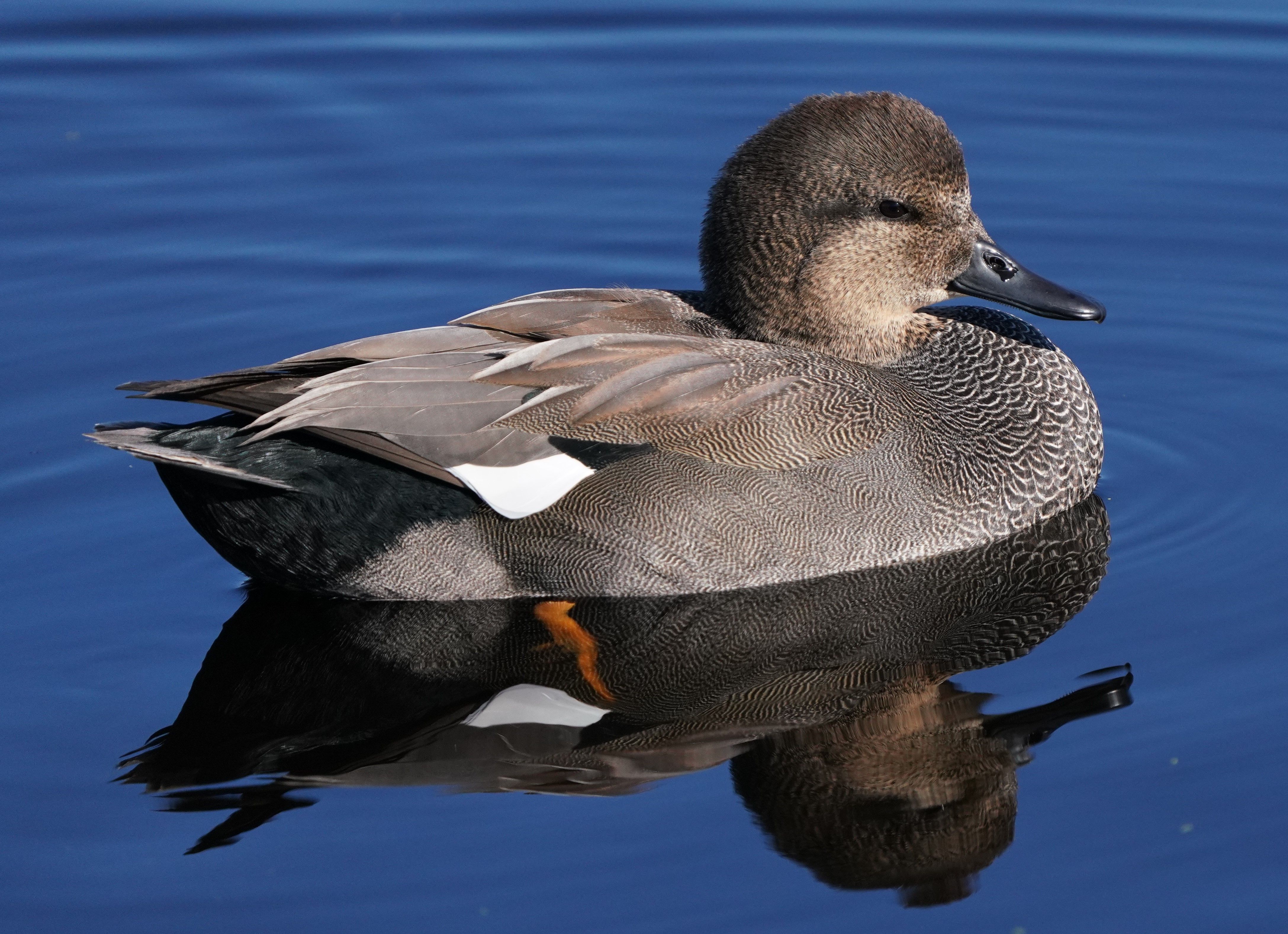 Waterfowl Migration Photos, Download The BEST Free Waterfowl Migration ...