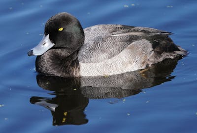 Duck+Pfp Photos, Download The BEST Free Duck+Pfp Stock Photos & HD Images