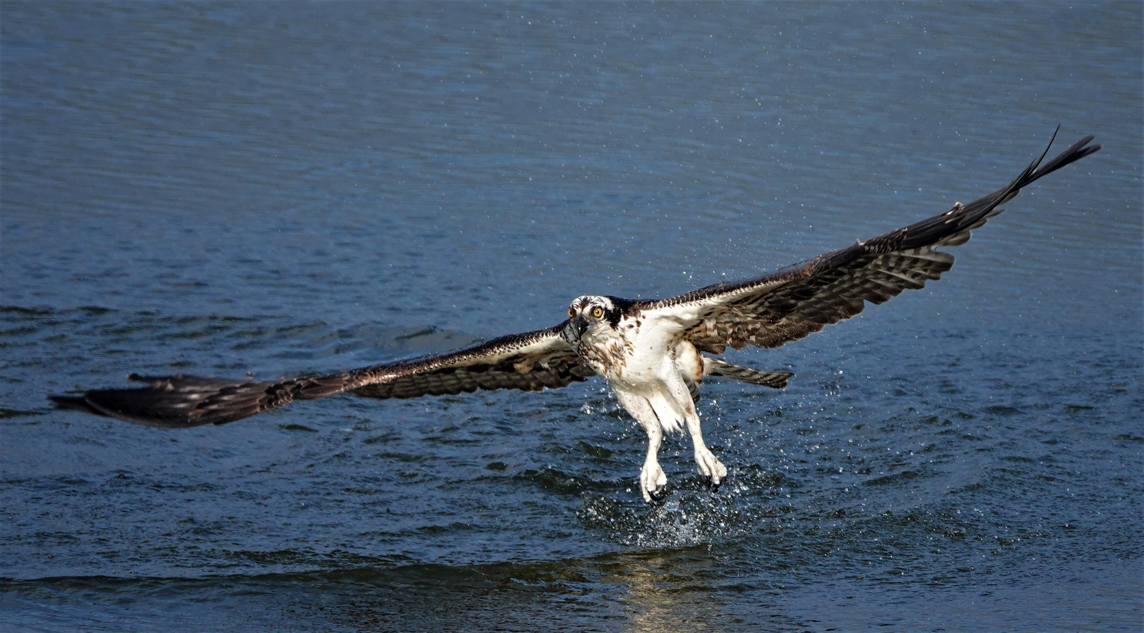 Osprey Hunting Over Water in Goleta California · Free Stock Photo