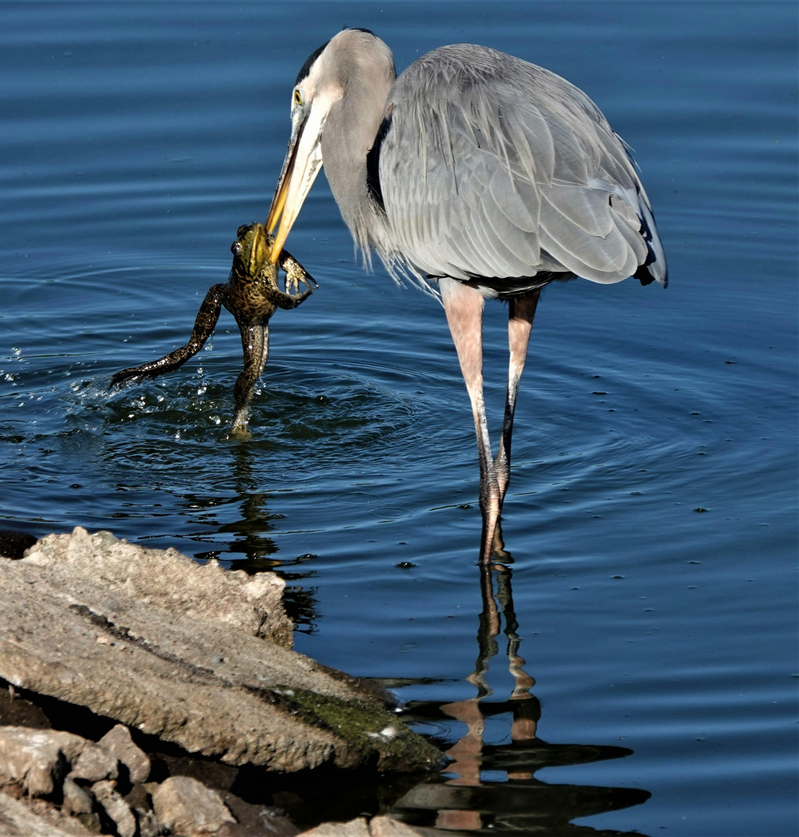 Dodo Bird Photos, Download The BEST Free Dodo Bird Stock Photos & HD Images